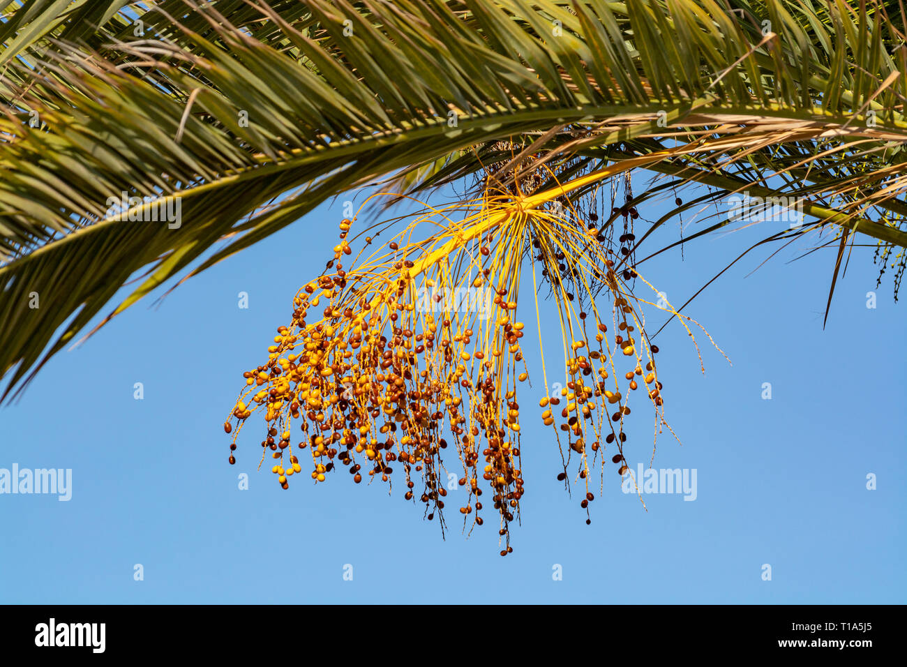 Bunch of barhi dates fruits growing on tropical palm tree close up ...