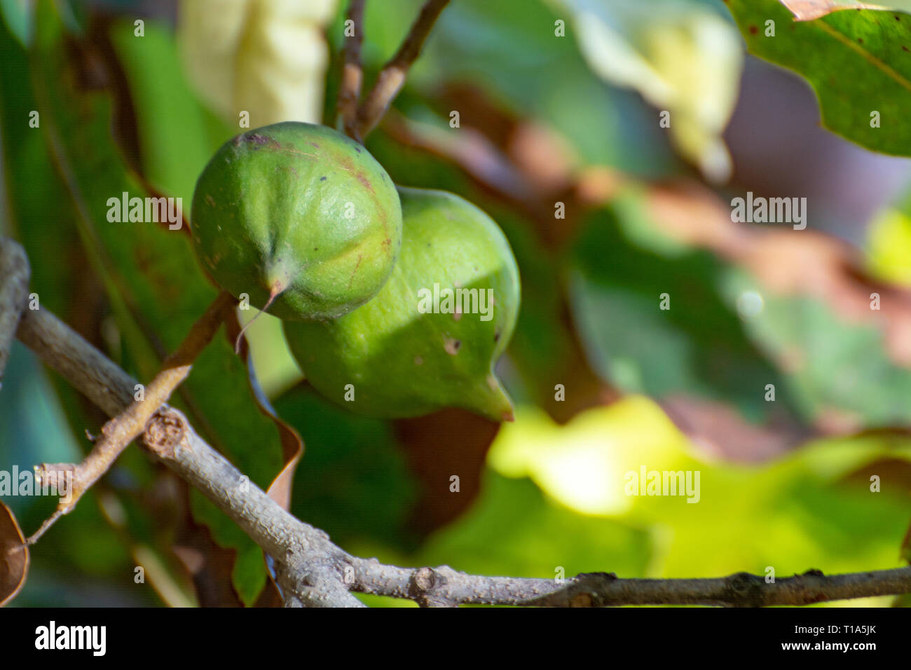 Ripe tropical macadamia nuts handing on macadamia tree ready for ...
