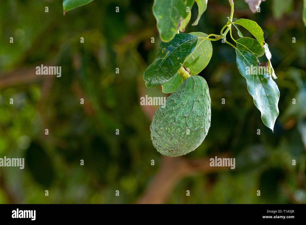 Tropical avocado tree with ripe green avocado fruits growing on ...