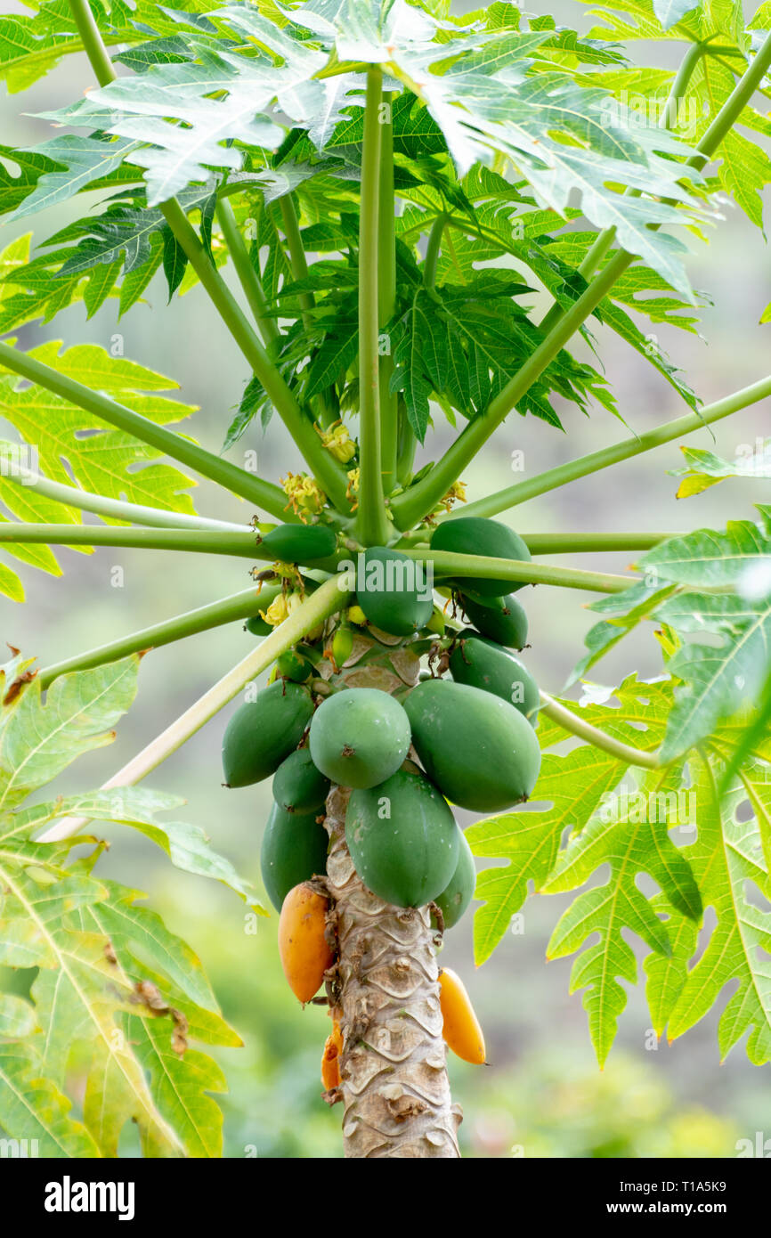 Tropical papaya tree with hanging papaya fruits close up Stock Photo ...
