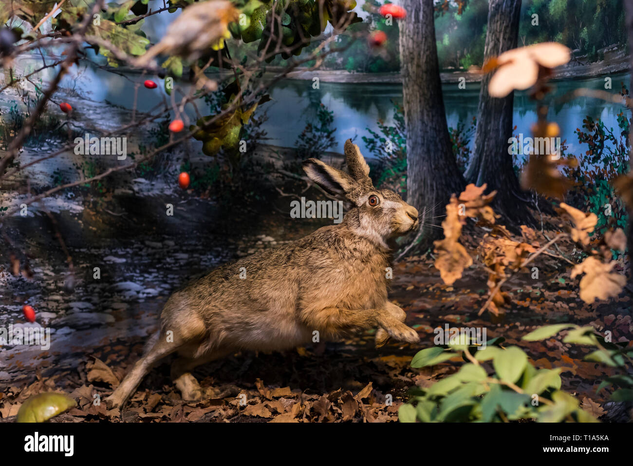 7 JUNE 2018, MILAN, ITALY: Expositions from the animal world placed in ...