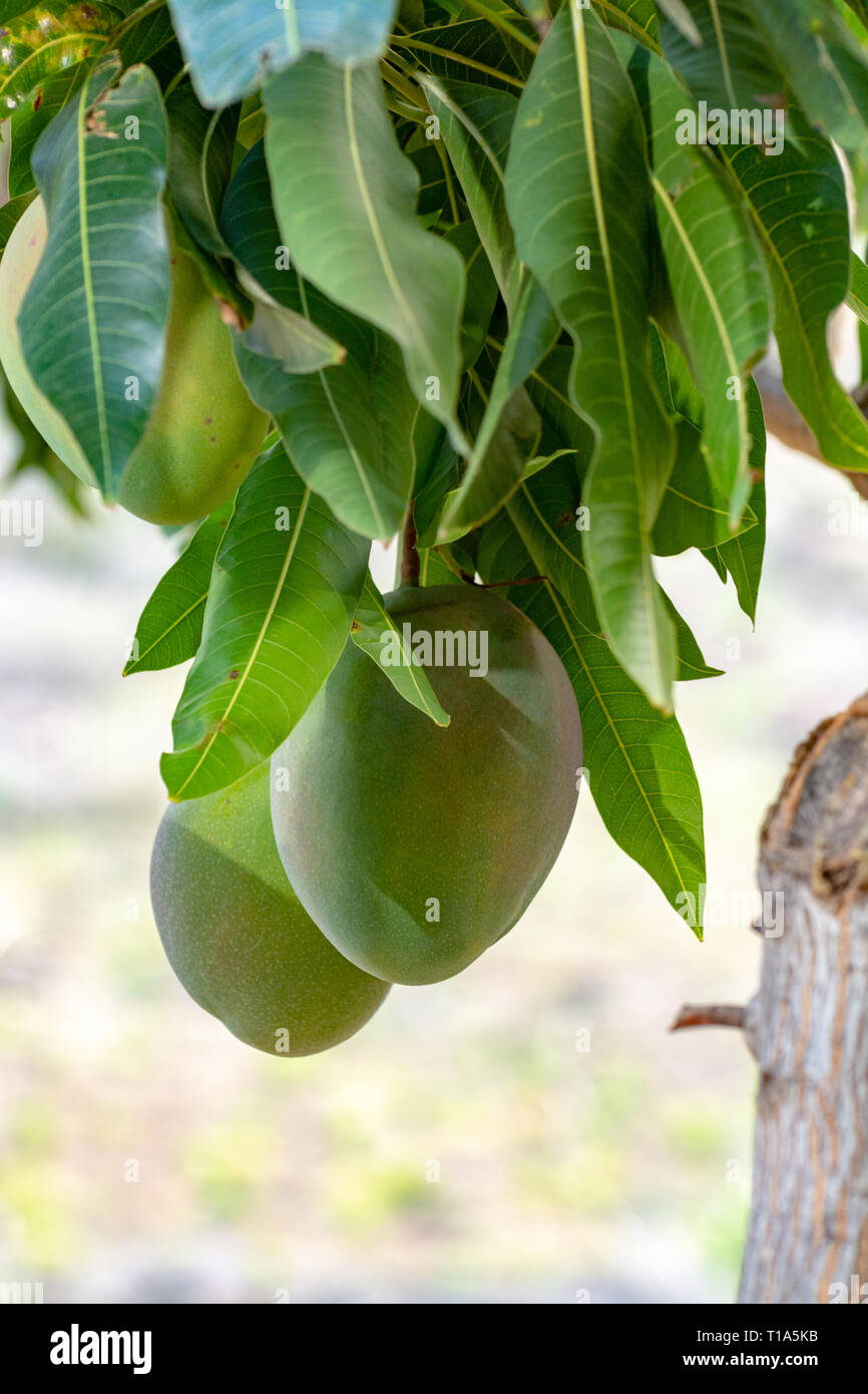 Tropical mango tree with big ripe mango fruits growing in orchard on ...