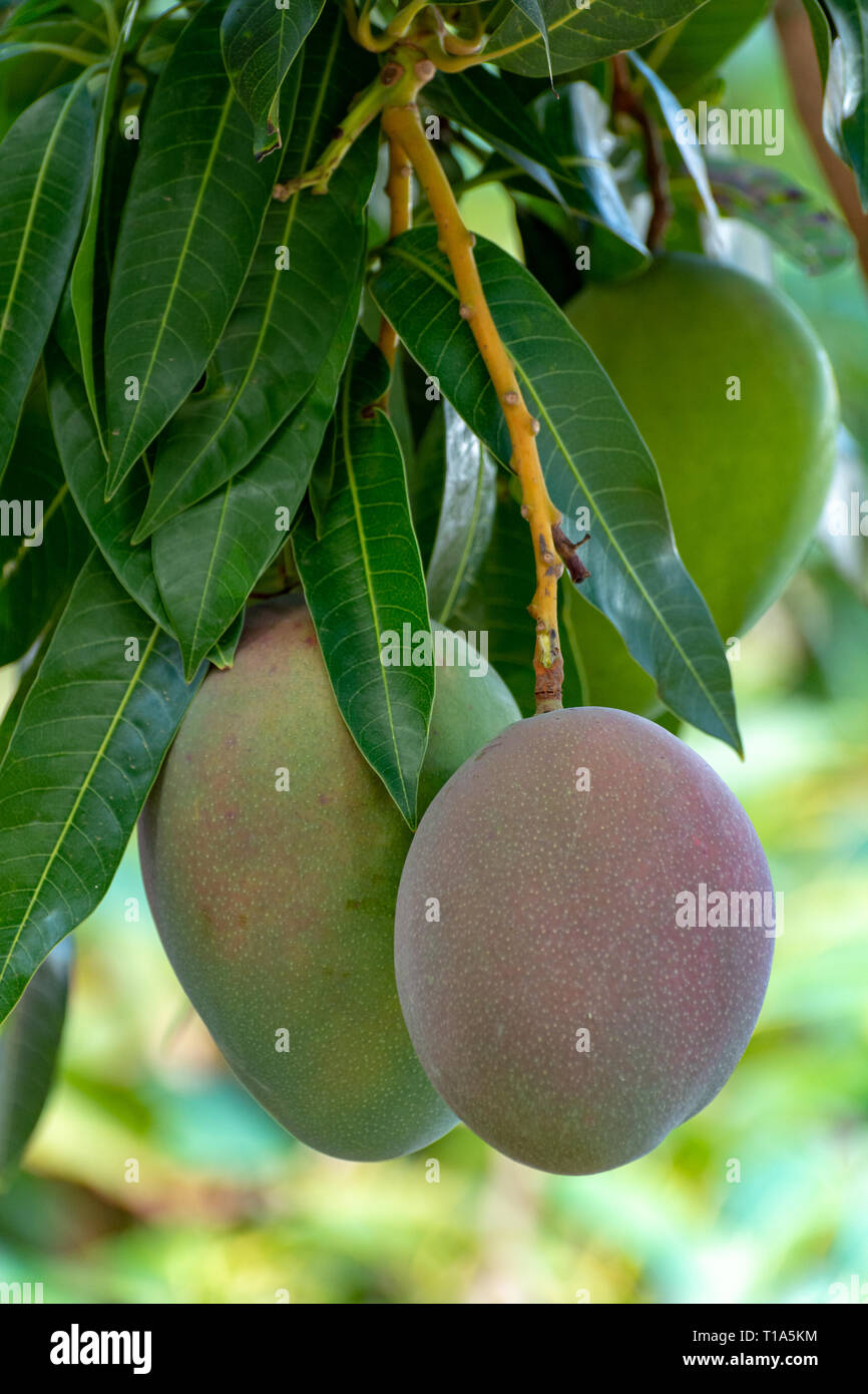 Tropical mango tree with big ripe mango fruits growing in orchard on ...