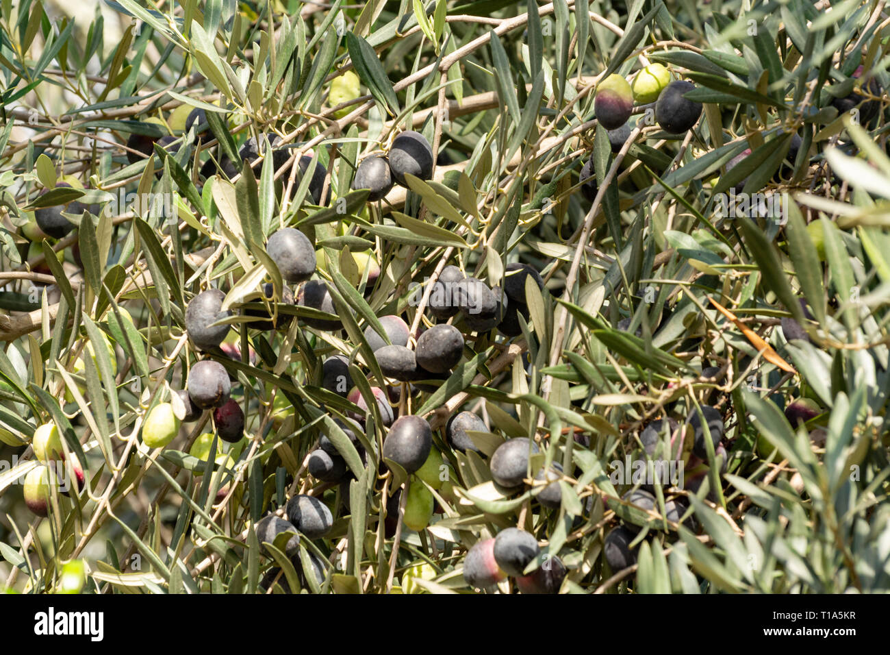 Olive tree with big ripe black olives ready for harvest close up Stock ...