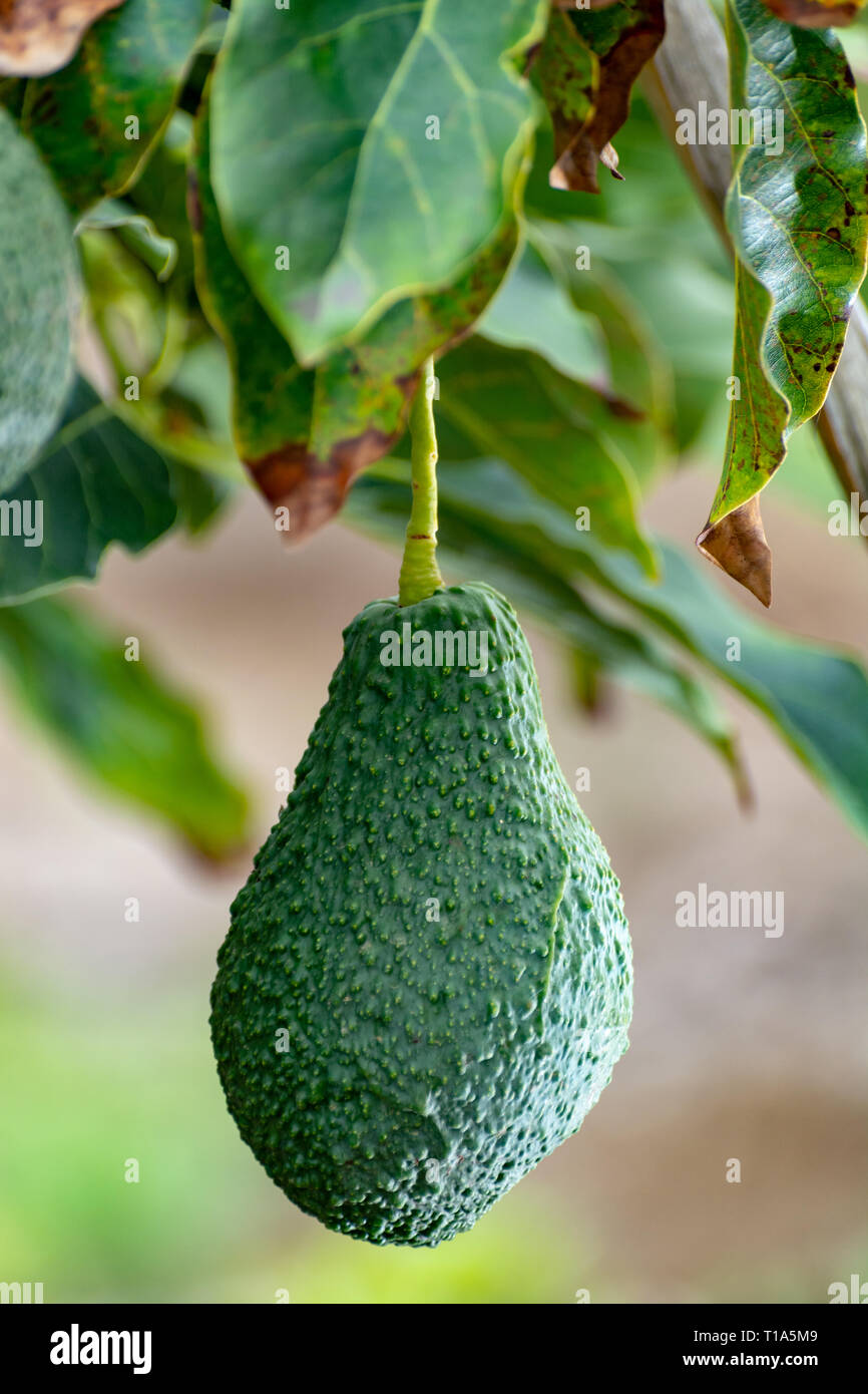 Tropical avocado tree with ripe green avocado fruits growing on ...