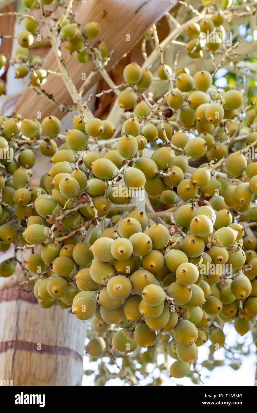 Unripe dates High Resolution Stock Photography and Images - Alamy