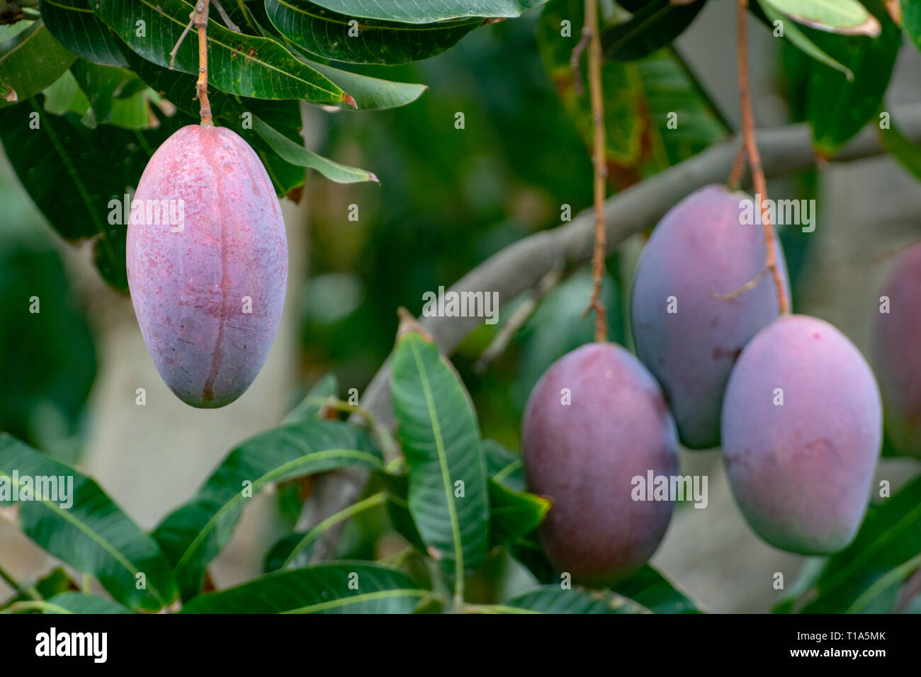 Tropical mango tree with big ripe mango fruits growing in orchard on ...