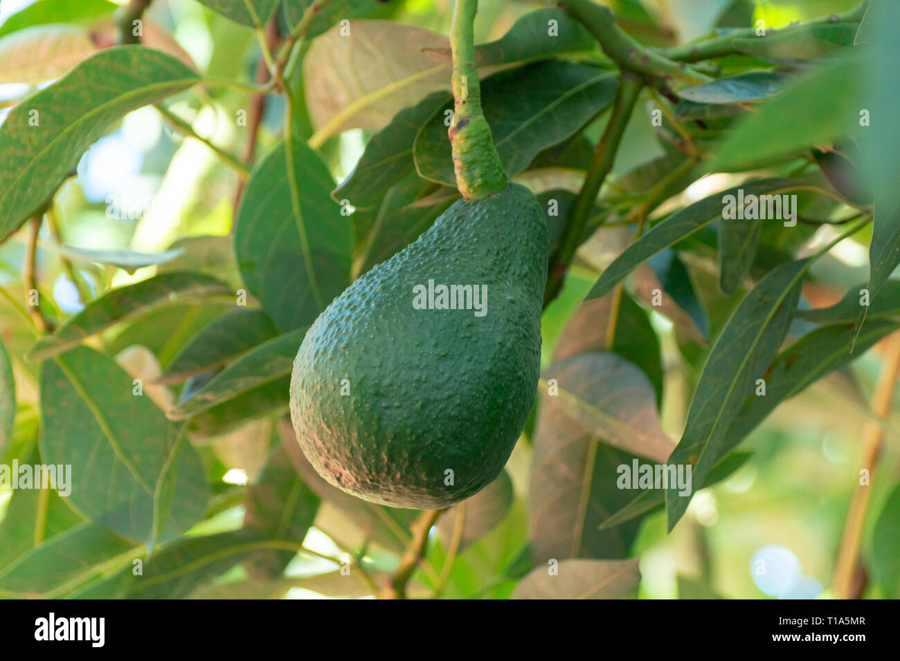 Tropical avocado tree with ripe green avocado fruits growing on ...