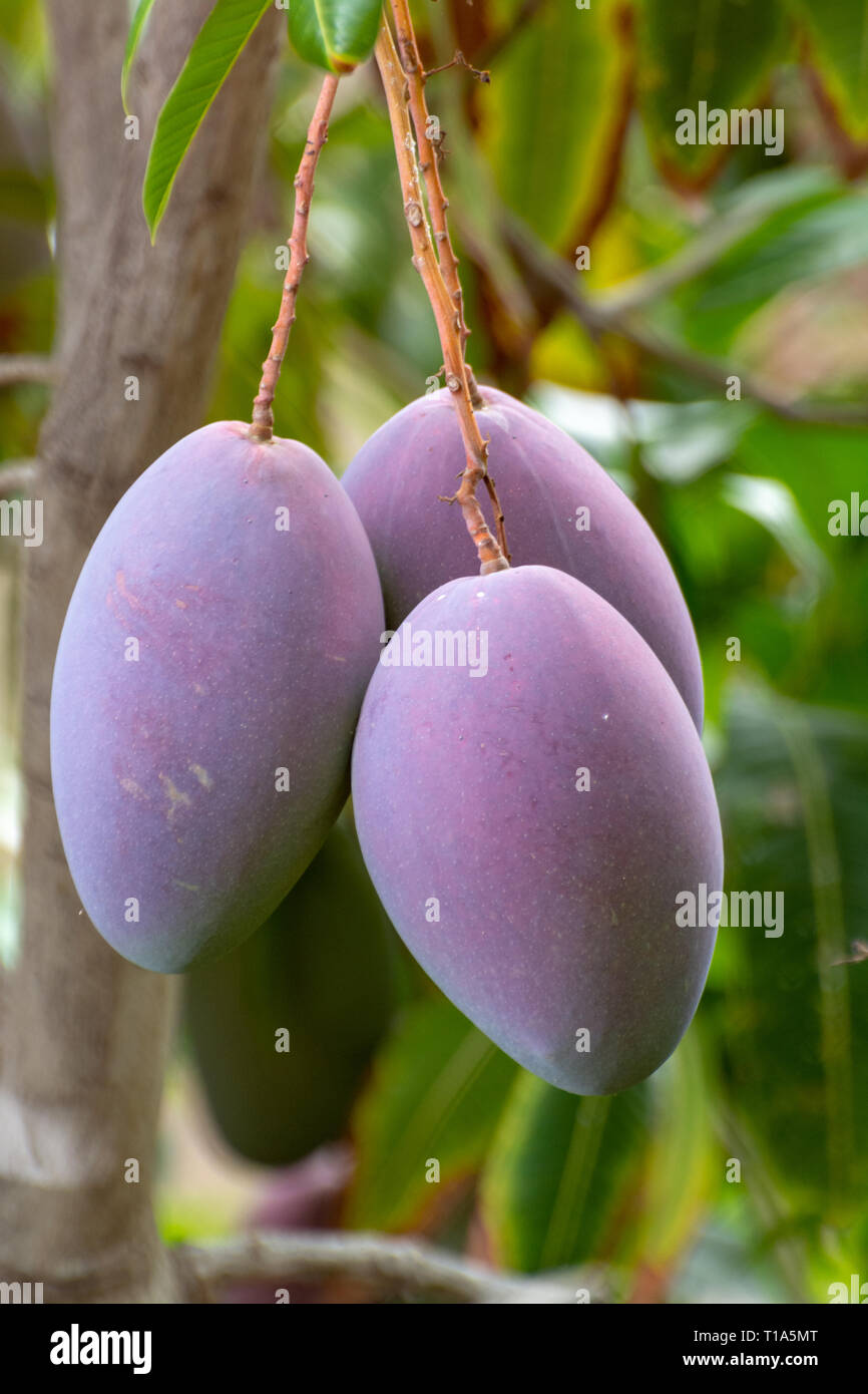 Tropical mango tree with big ripe mango fruits growing in orchard on ...