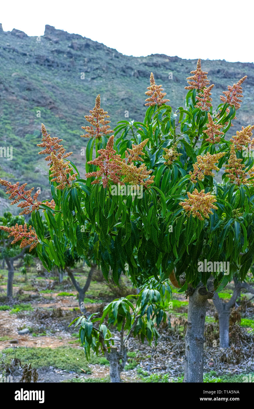 Seasonal blossom of tropical mango tree growing in orchard on Gran ...