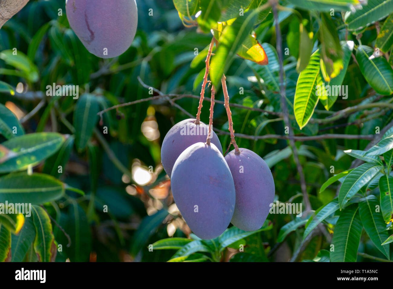 Tropical mango tree with big ripe purple mango fruits growing in ...