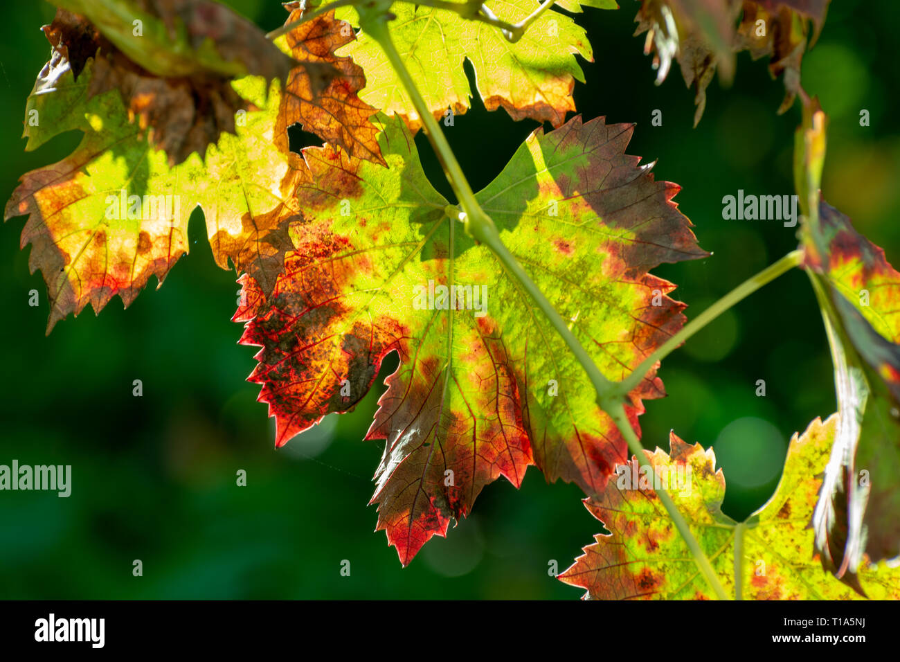 Autumn colorful leaves of grape plants close-up in sunny day Stock ...