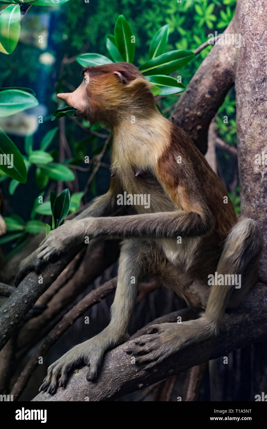 7 JUNE 2018, MILAN, ITALY: Expositions from the animal world placed in ...