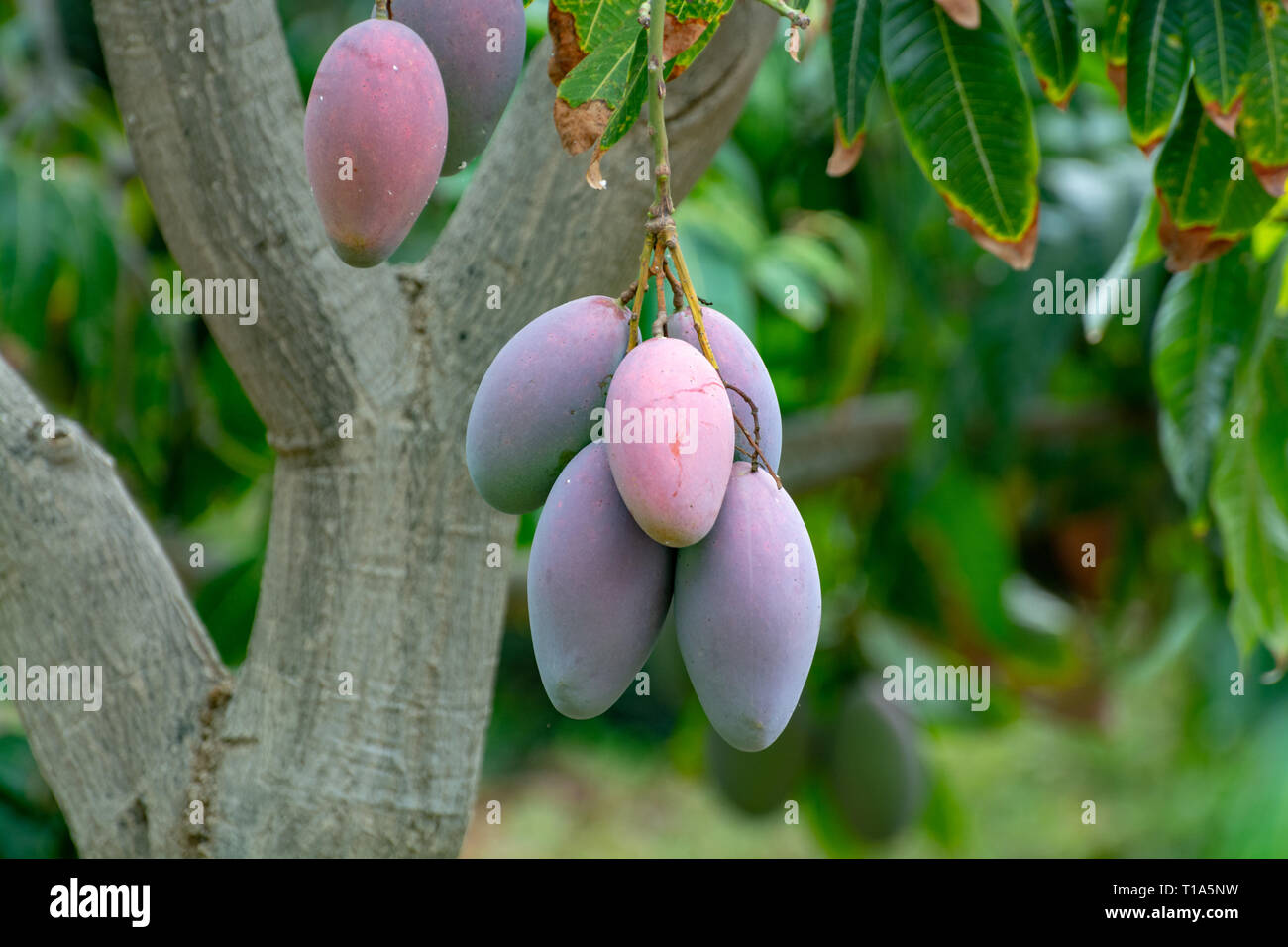 Tropical mango tree with big ripe mango fruits growing in orchard on ...