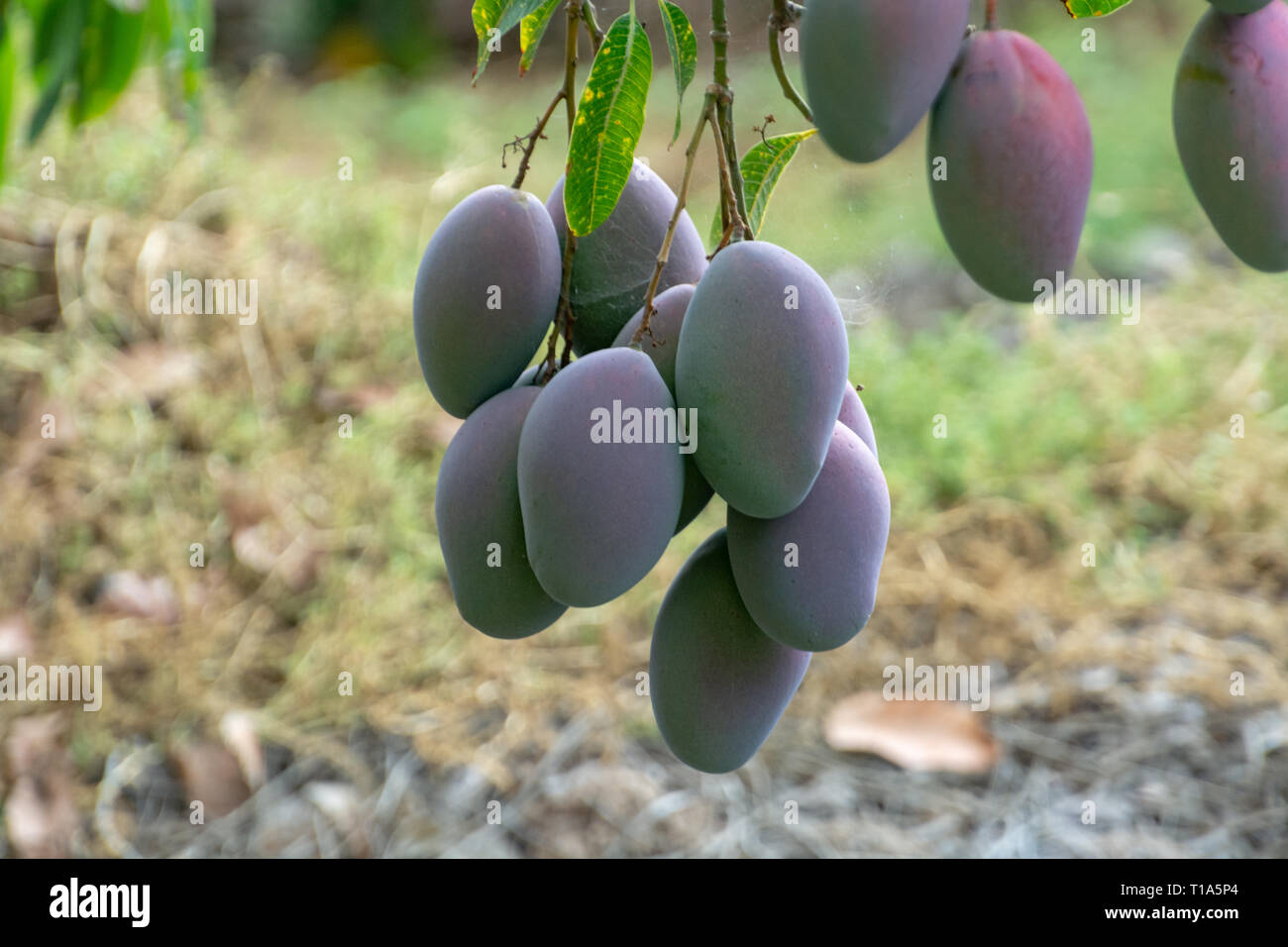 Tropical mango tree with big ripe mango fruits growing in orchard on ...