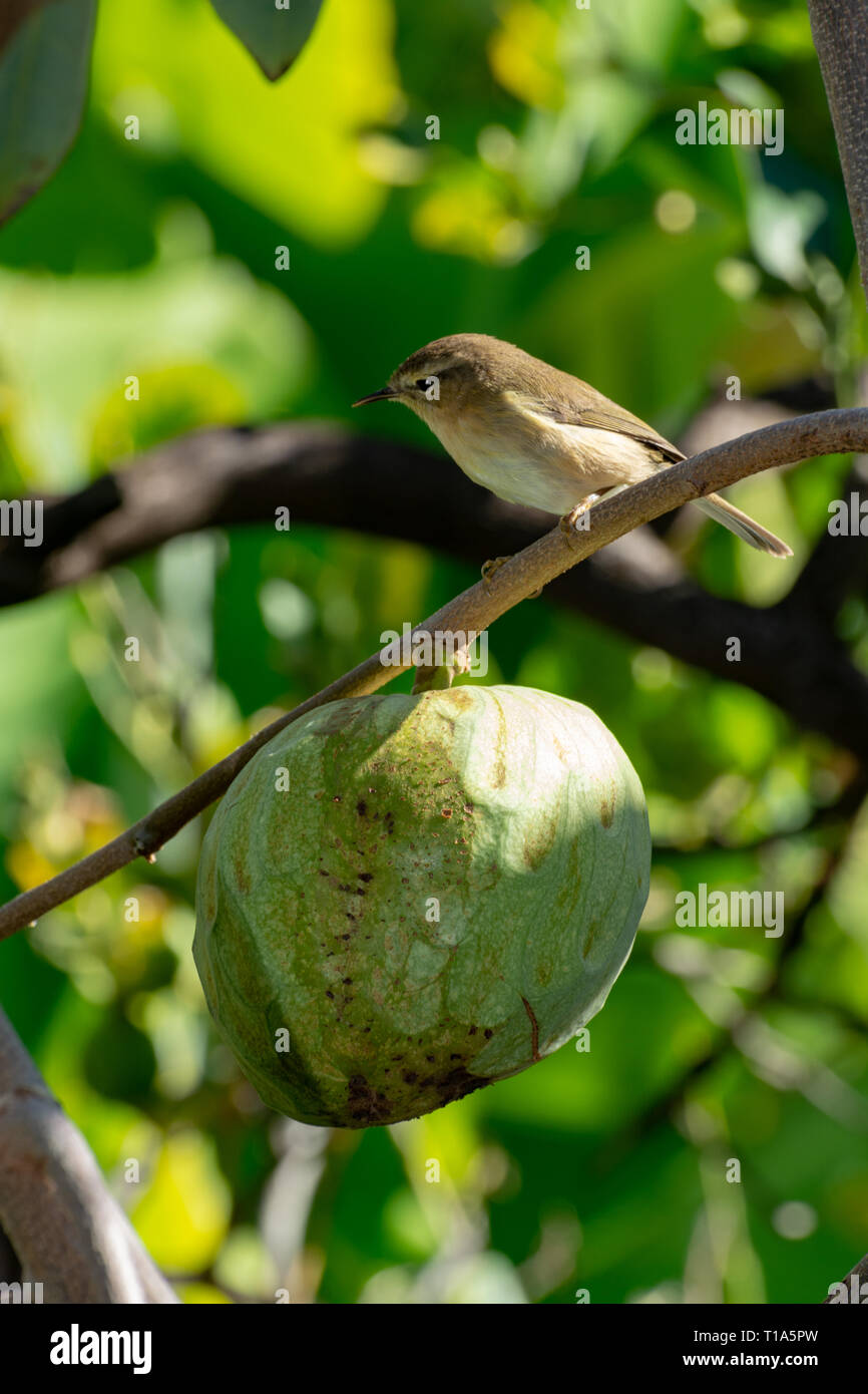 Green ripe cherimoya or ice cream exotic fruit with tasty fruit flavor ...