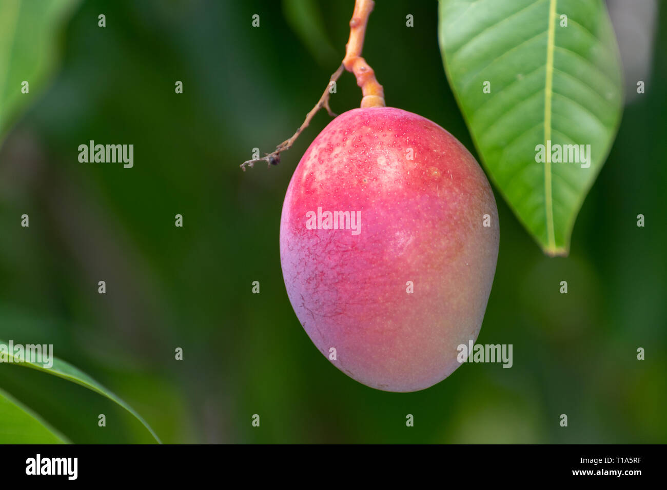 Tropical mango tree with big ripe mango fruits growing in orchard on ...