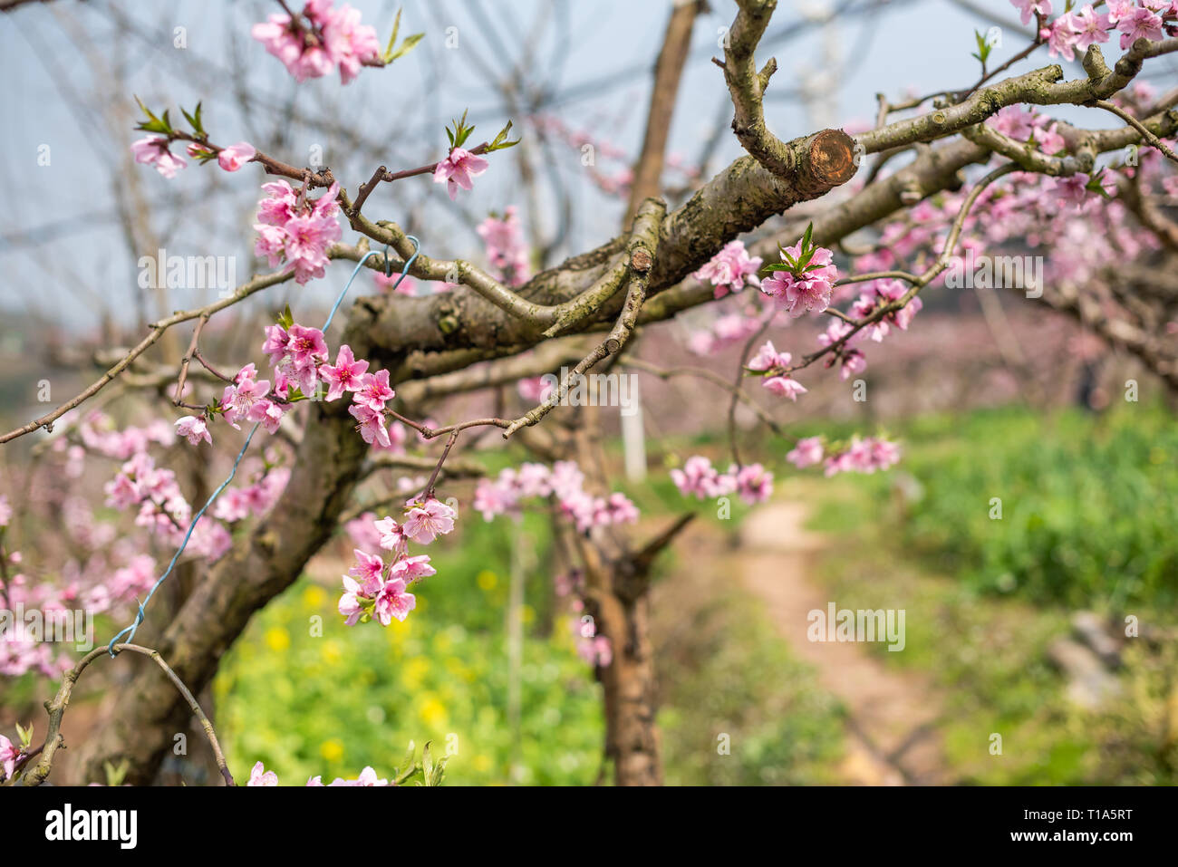 Peach blossom tree close-up in spring in LongQuanYi mountains, Chengdu ...