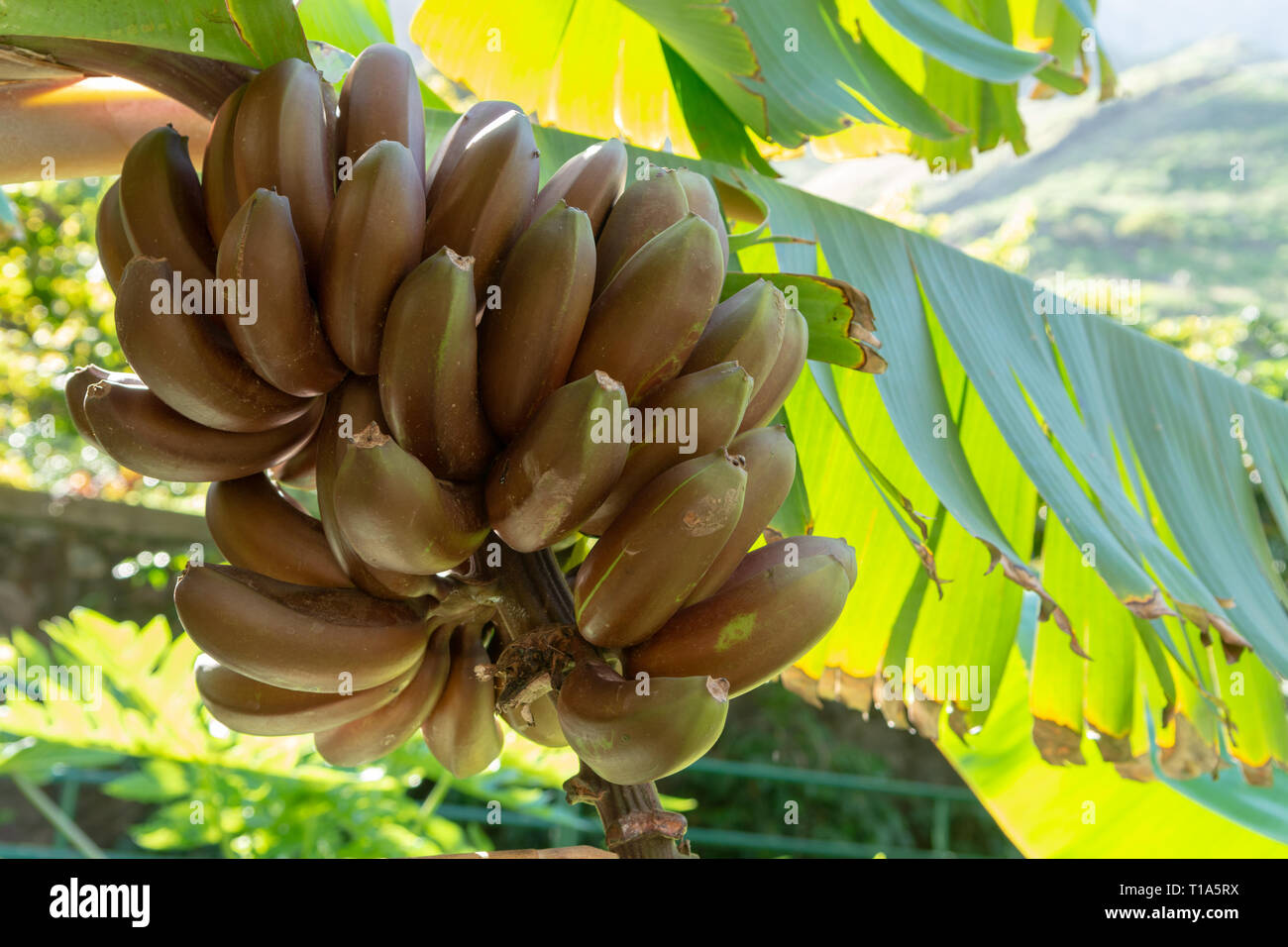 Bunch of sweet red bananas hanging on tropical banana palm tree close ...