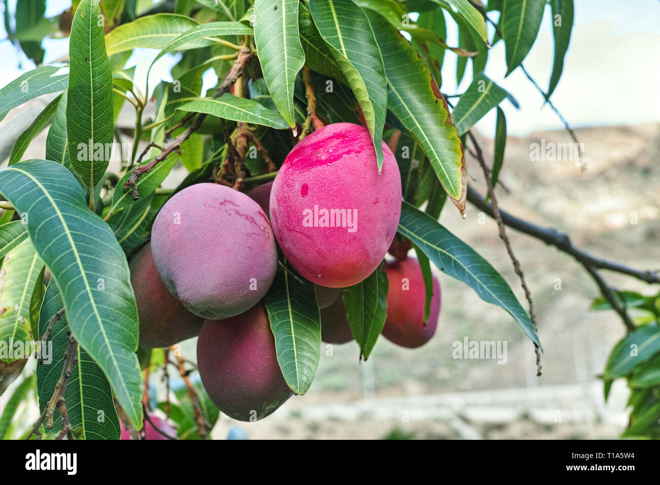 Tropical mango tree with big ripe mango fruits growing in orchard on ...
