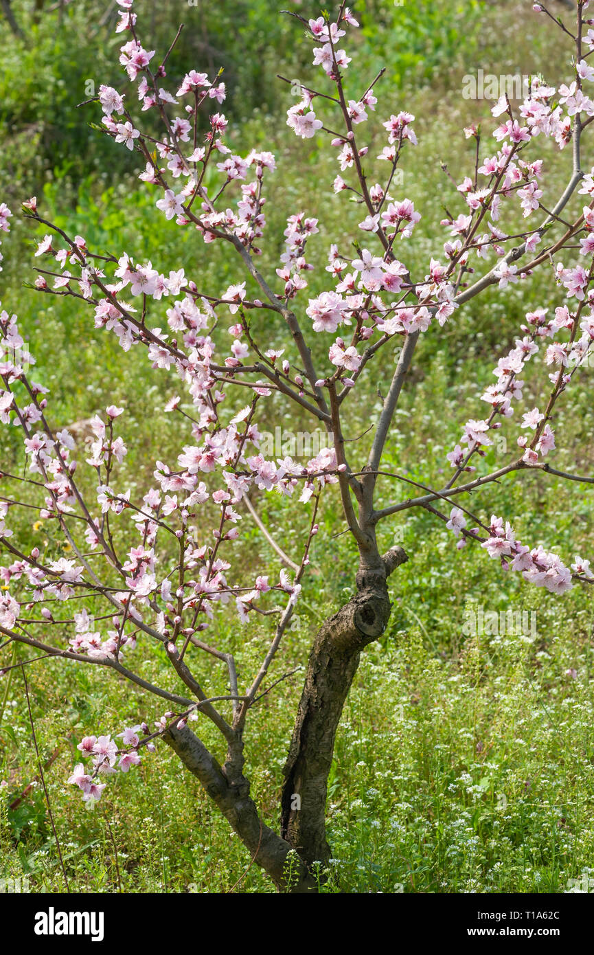 Peach blossom tree close-up in spring in LongQuanYi mountains, Chengdu ...