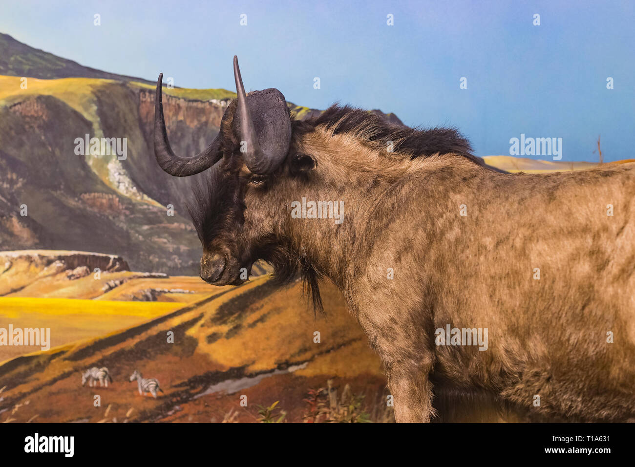 7 JUNE 2018, MILAN, ITALY: Expositions from the animal world placed in ...