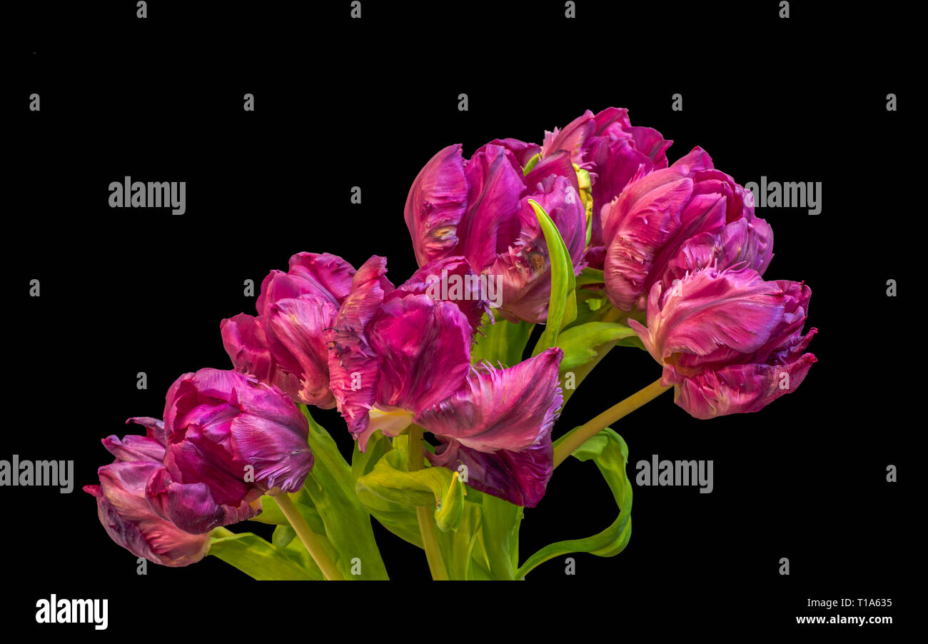 Fine art still life colorful macro of a bunch / bouquet of red parrot ...