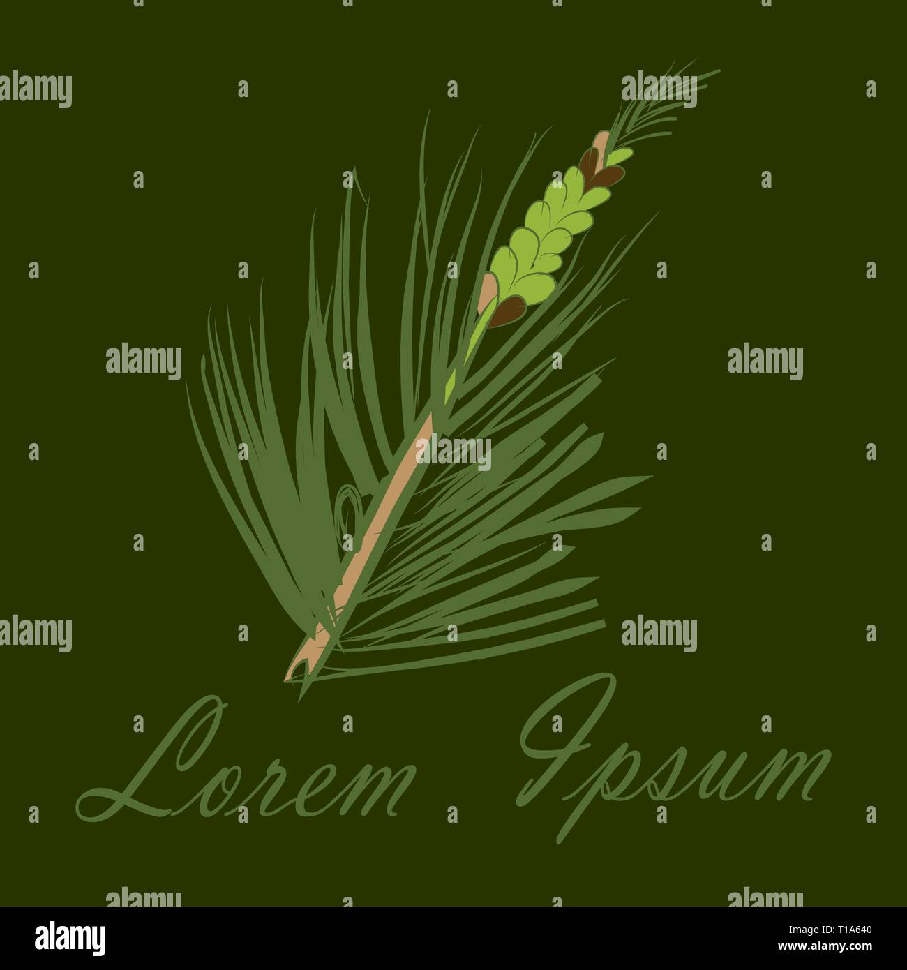 Male pollen cone Stock Vector Images - Alamy