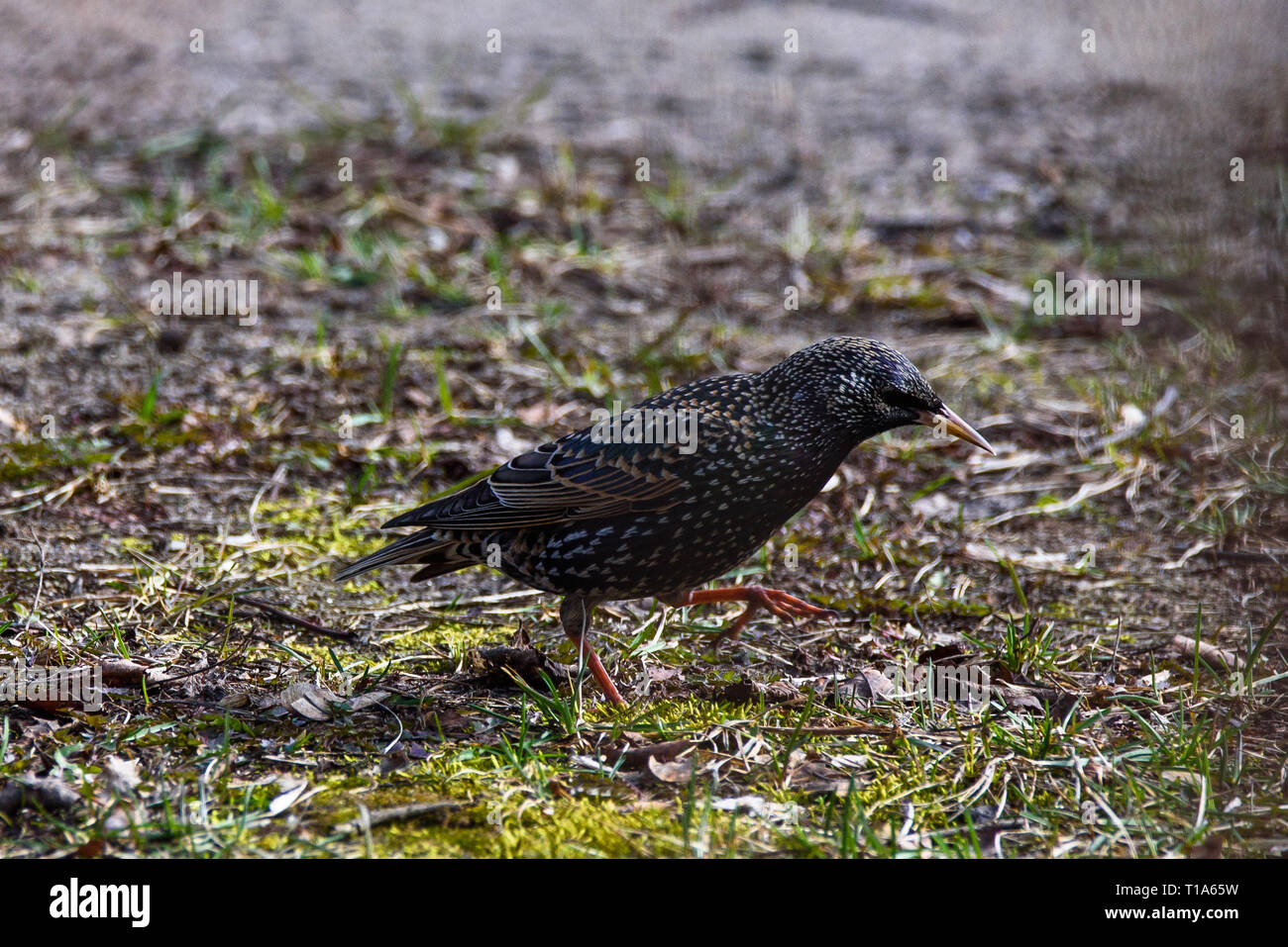 Common starling bird (Sturnus vulgaris) on green grass Stock Photo - Alamy