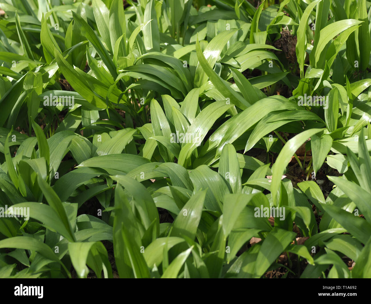 Woman picking wild garlic hi-res stock photography and images - Alamy
