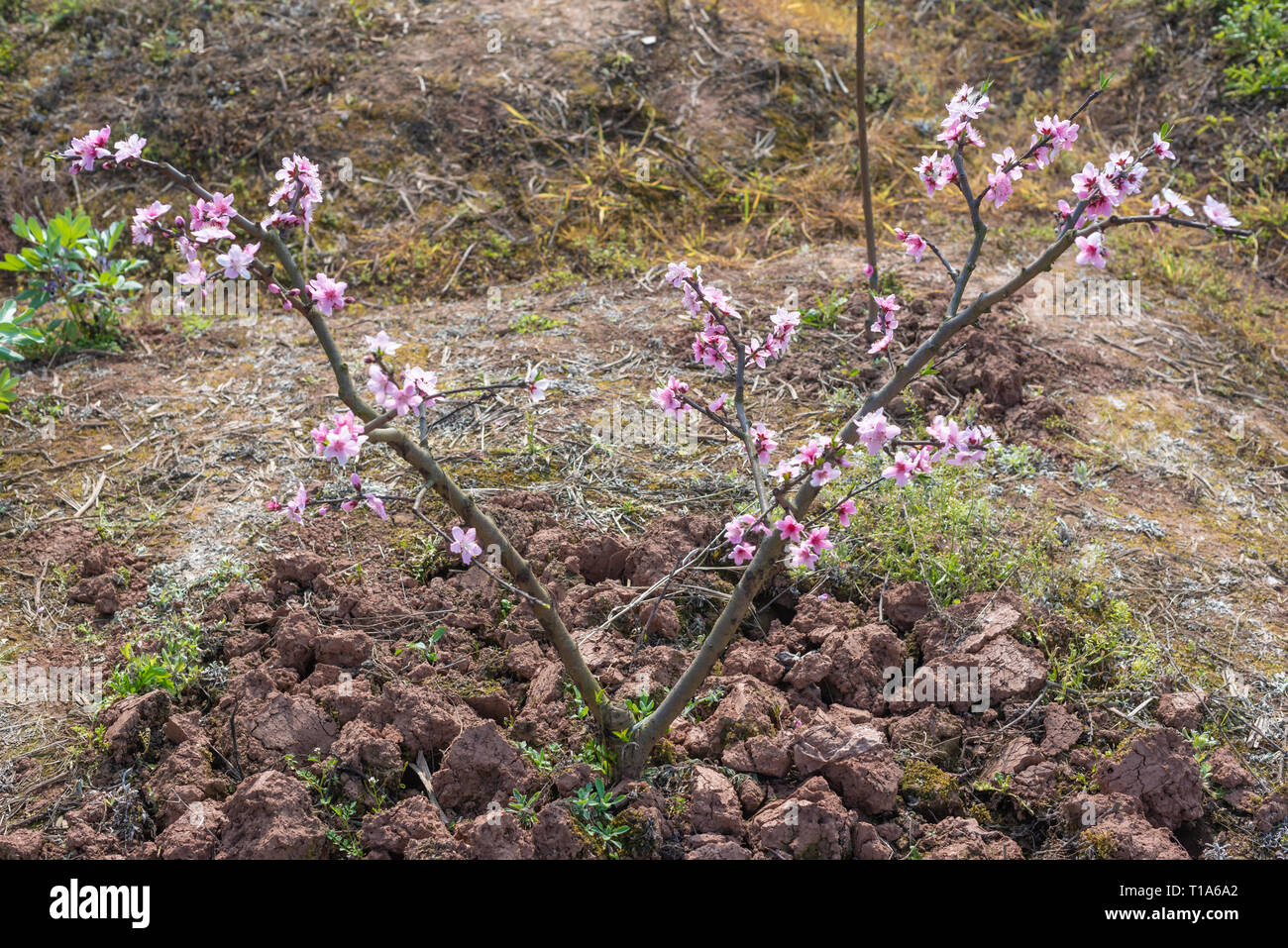 Peach blossom newly planted tree close-up in spring in LongQuanYi ...