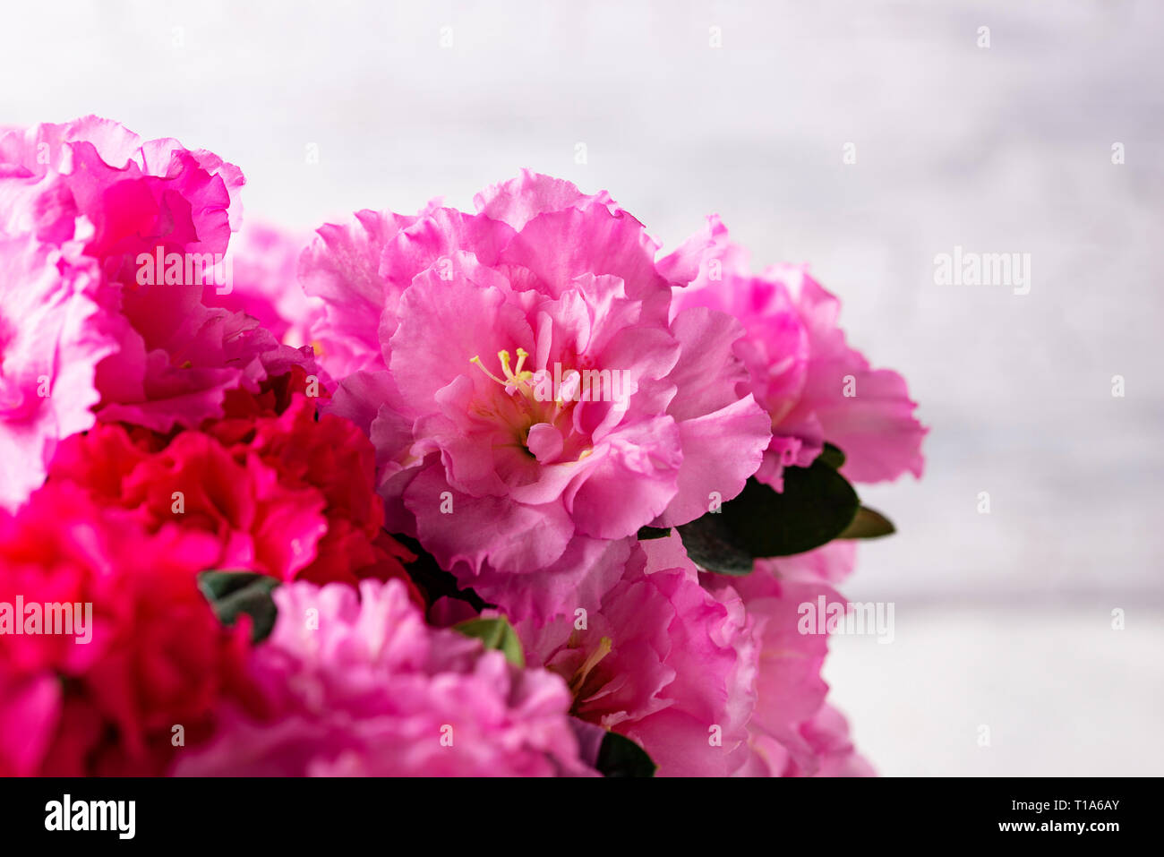 Azalea flower on light background Stock Photo - Alamy