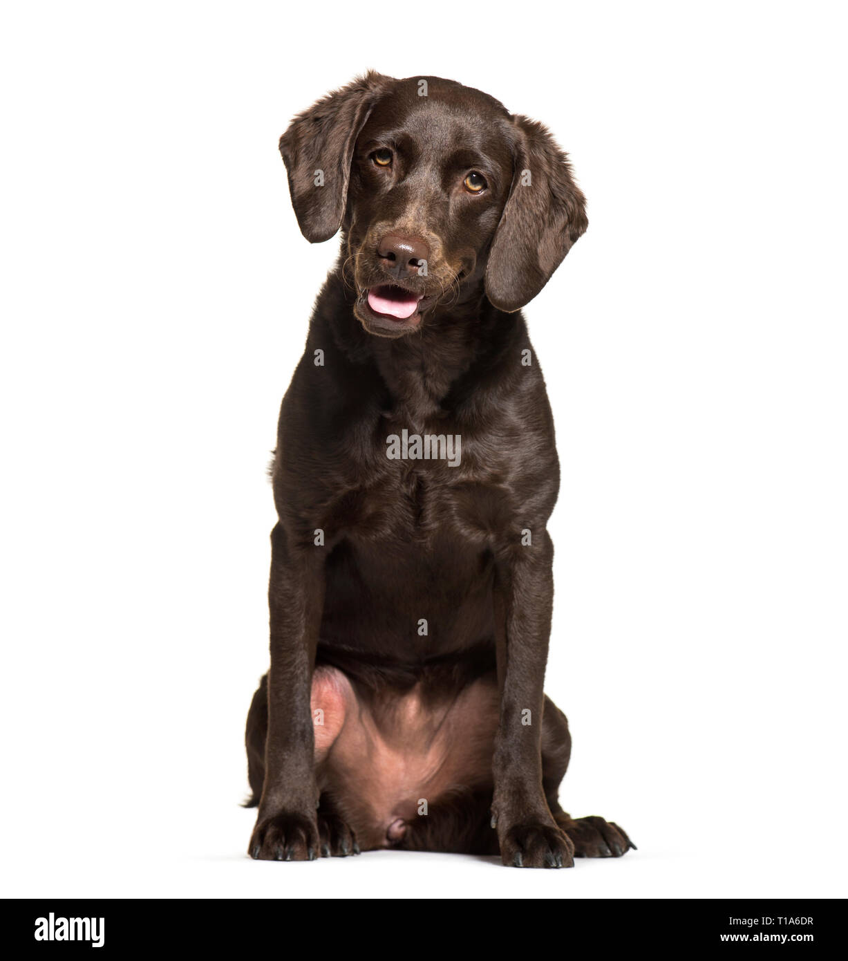 Labrador Retriever, 1 year old, sitting in front of white background ...