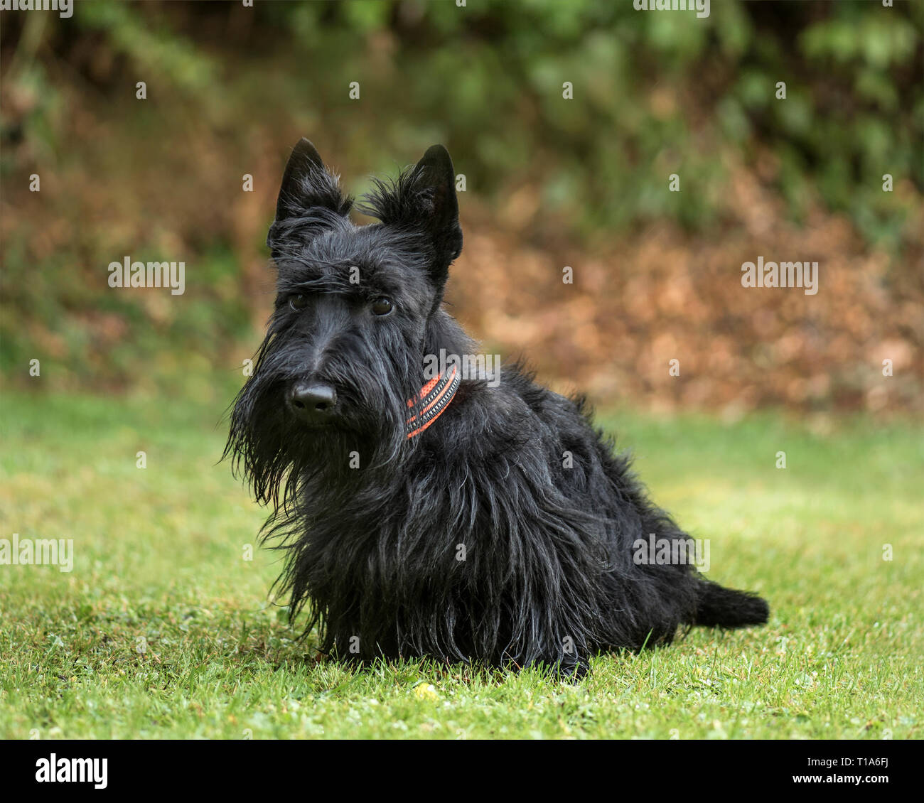 Old scottish terrier hi-res stock photography and images - Alamy