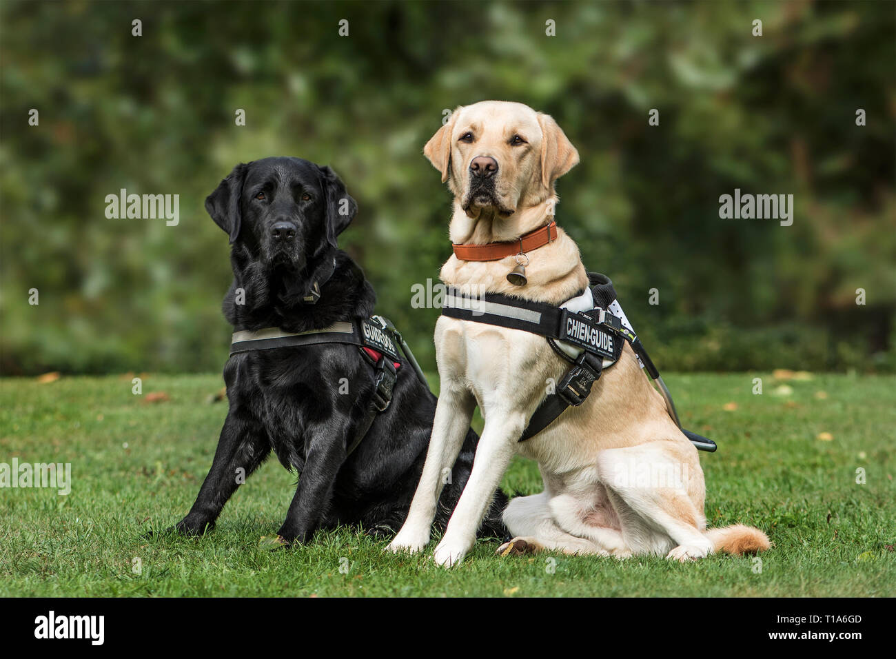 Why Are Labrador Retrievers Used As Guide Dogs