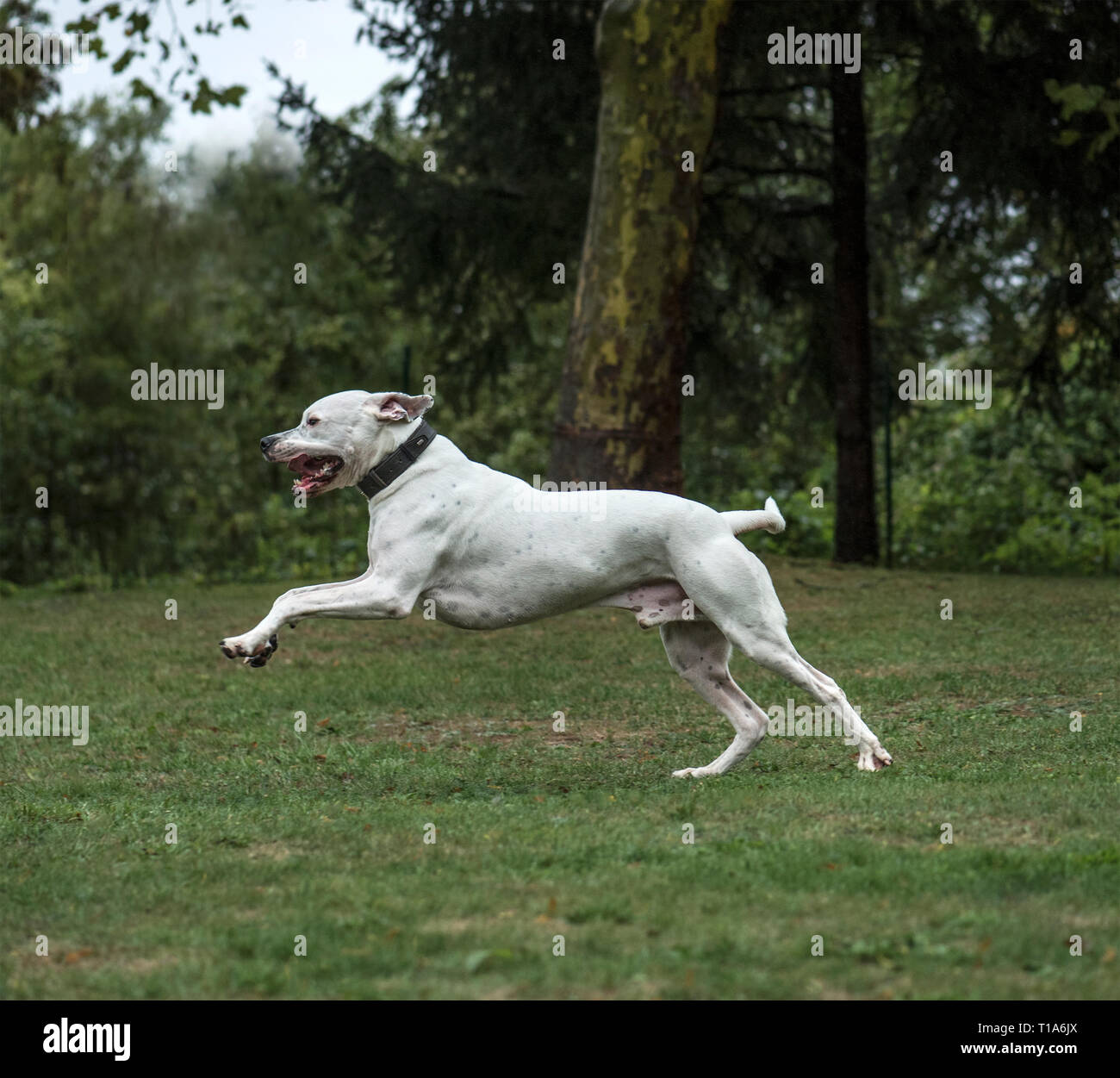 Dogo Argentino, 2 years old, running in park Stock Photo - Alamy
