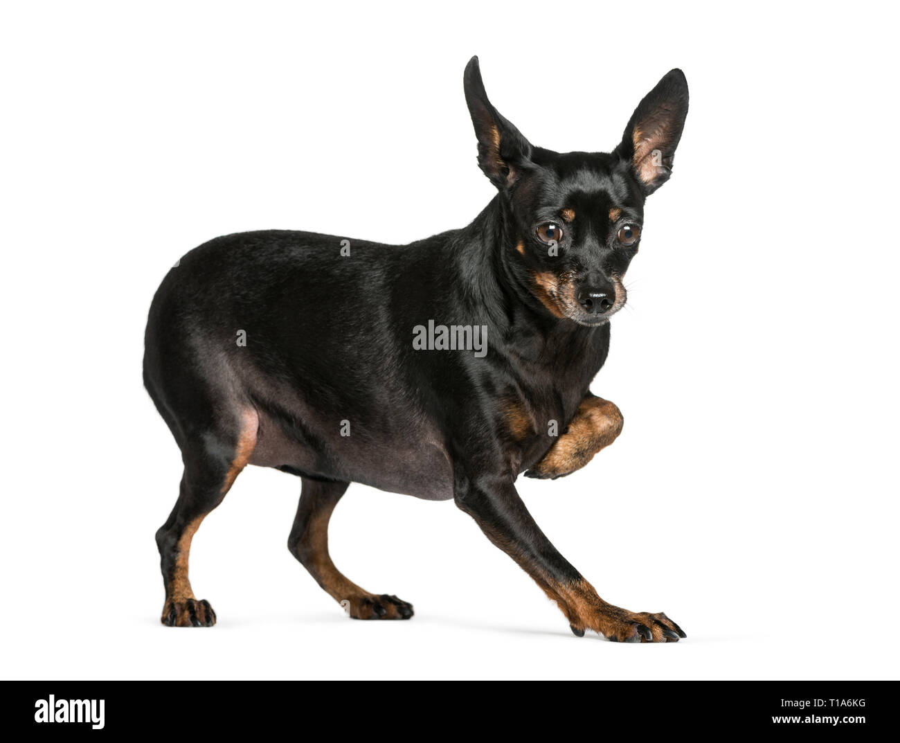 Miniature Pinscher in front of white background Stock Photo - Alamy