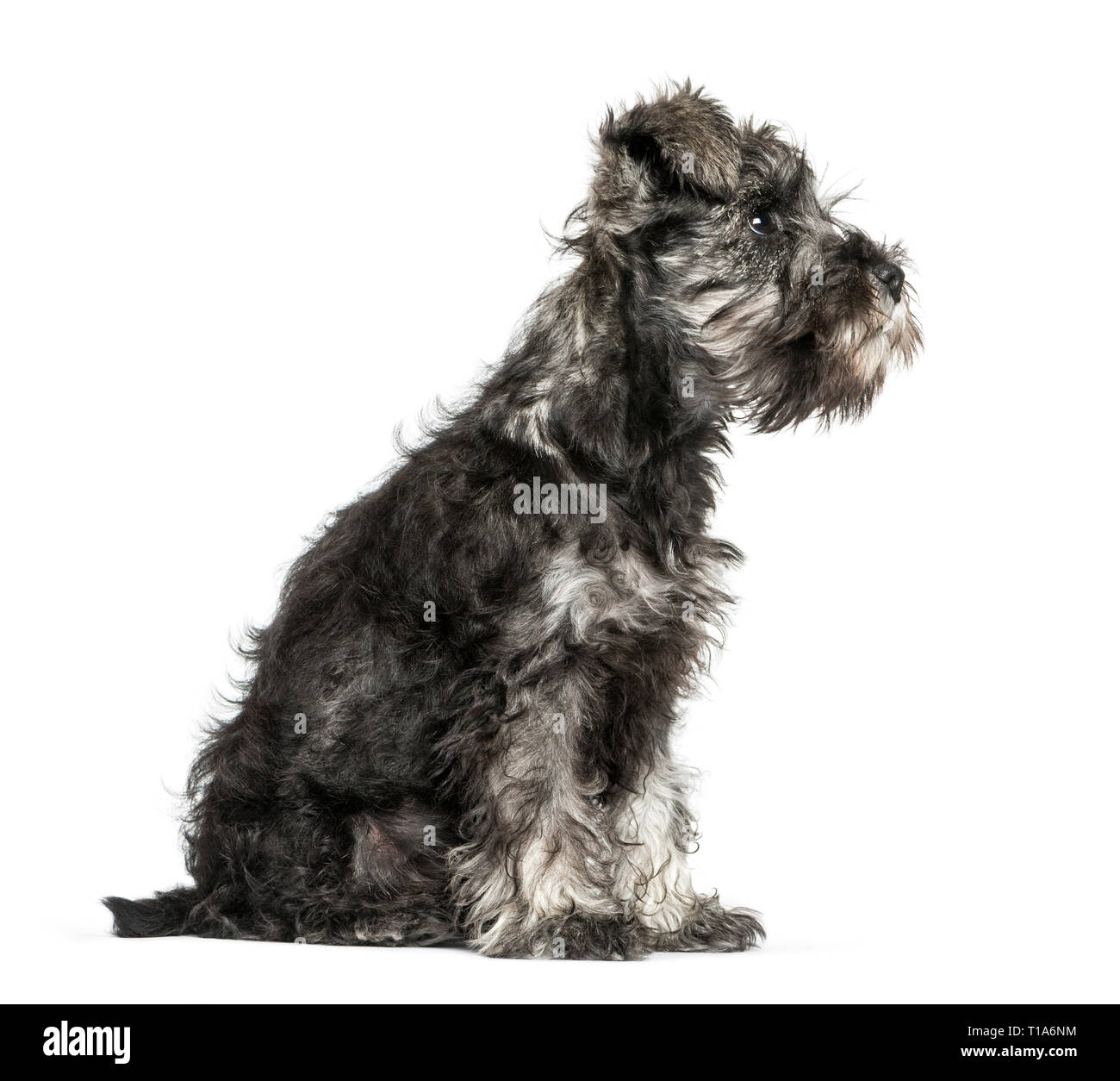 Front view miniature schnauzer sitting hi-res stock photography and ...