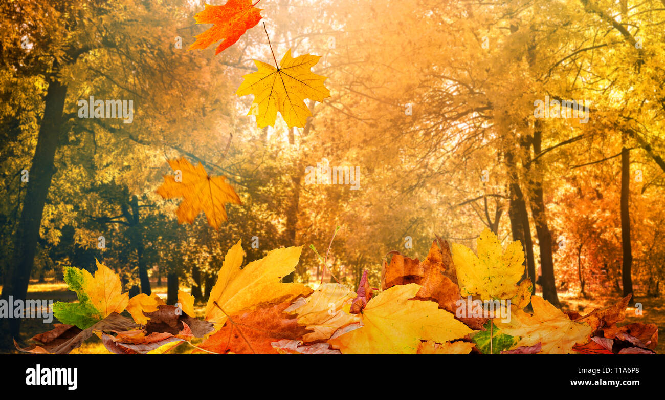 maple leaves tree natural autumn background Stock Photo - Alamy