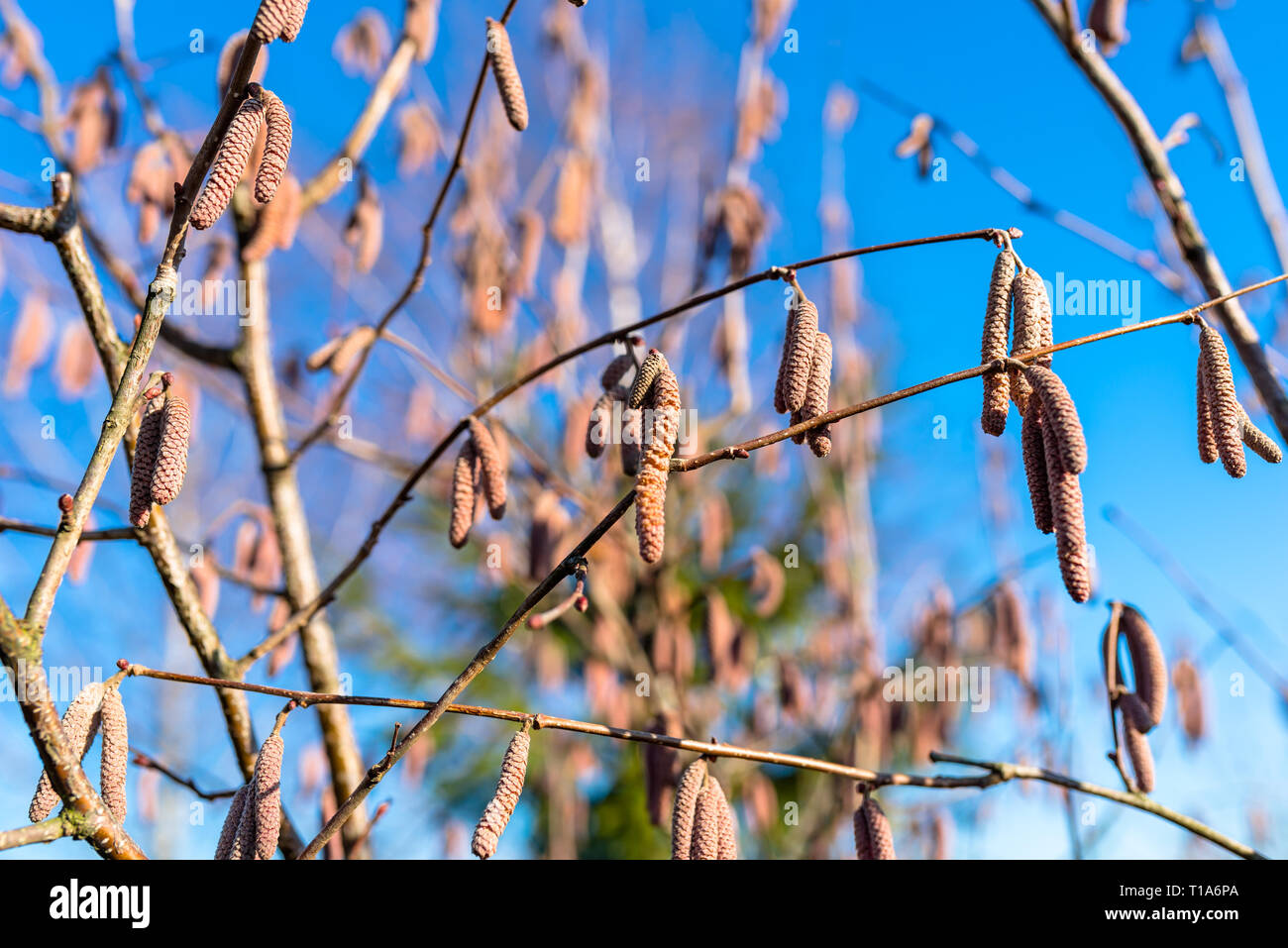 Silver birch tree in bloom hi-res stock photography and images - Alamy