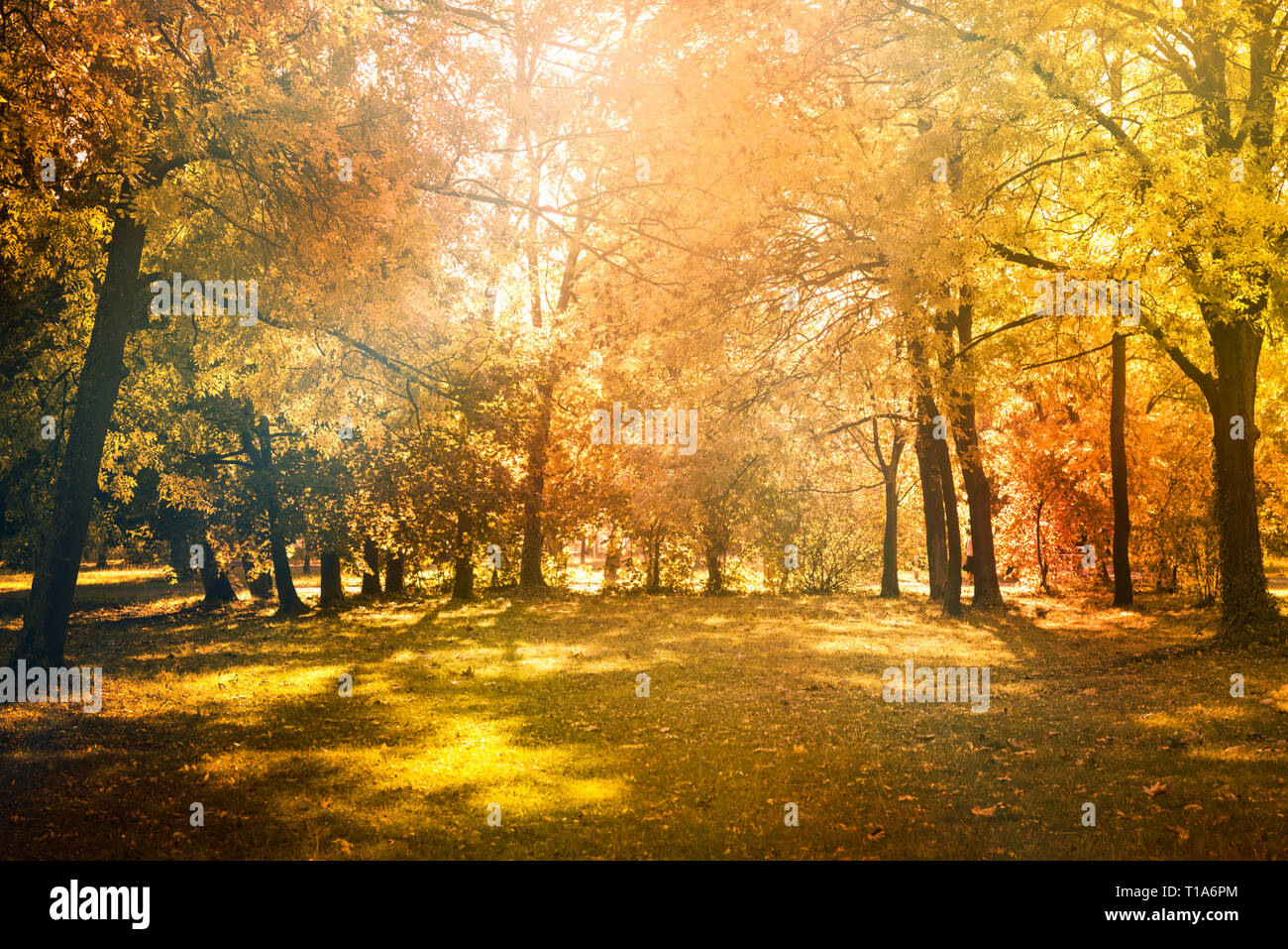 maple leaves tree natural autumn background Stock Photo - Alamy