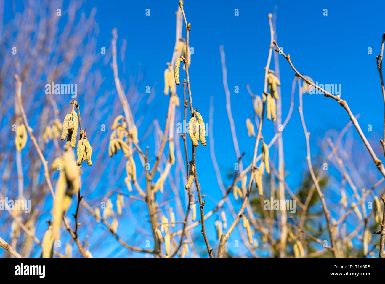 Silver birch tree in bloom hi-res stock photography and images - Alamy