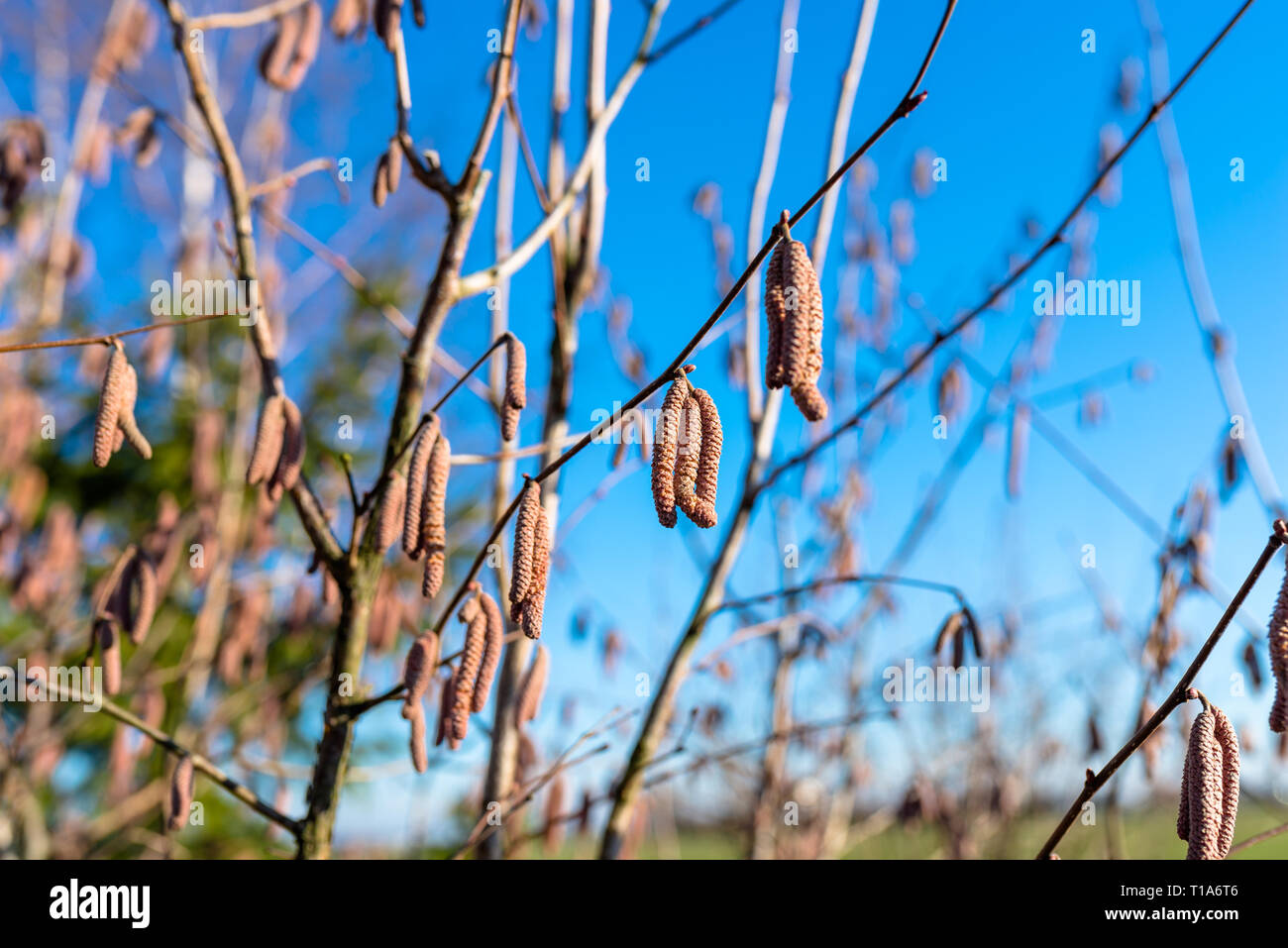 Silver birch tree in bloom hi-res stock photography and images - Alamy
