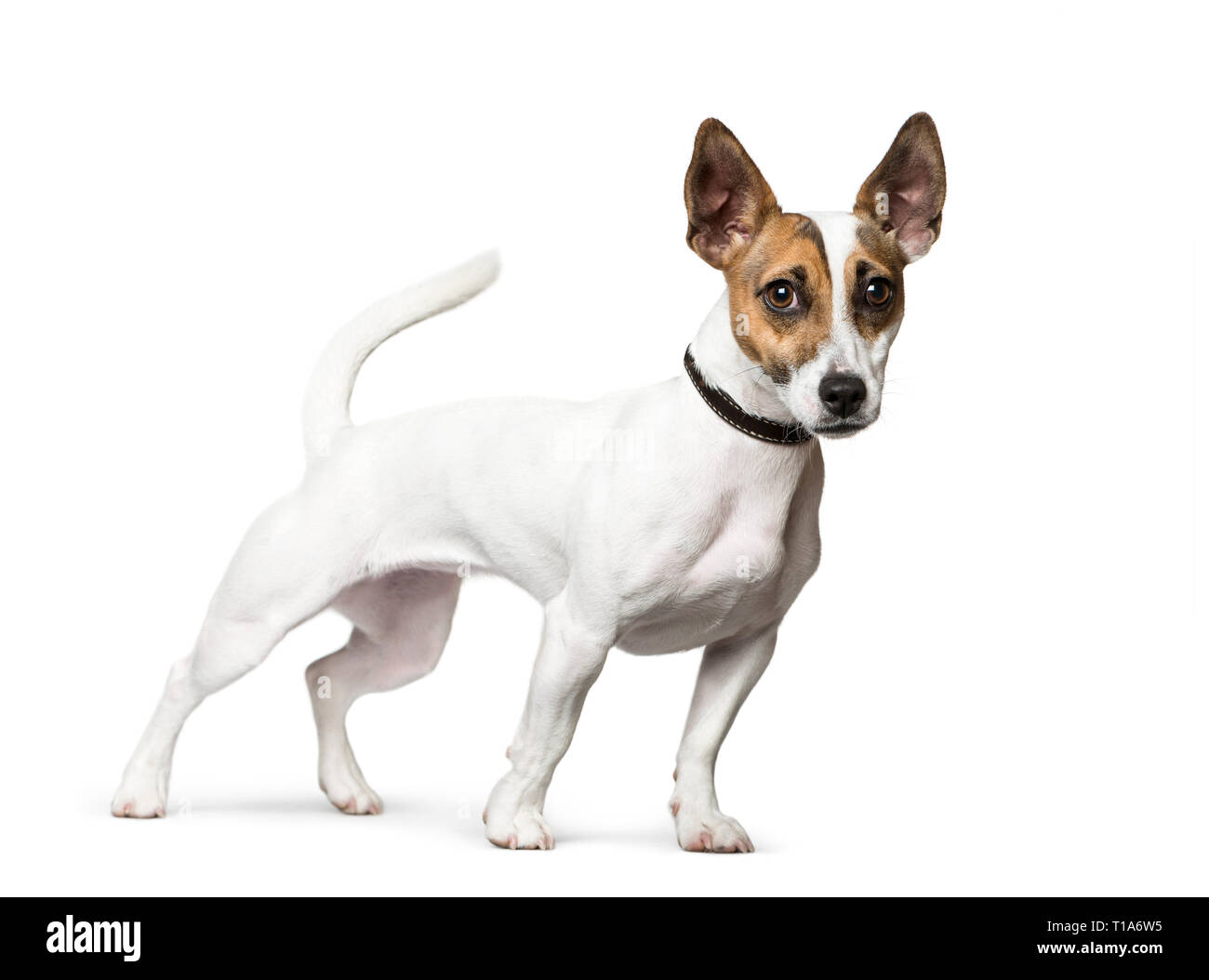 Standing Jack Russell Terrier in front of white background Stock Photo ...