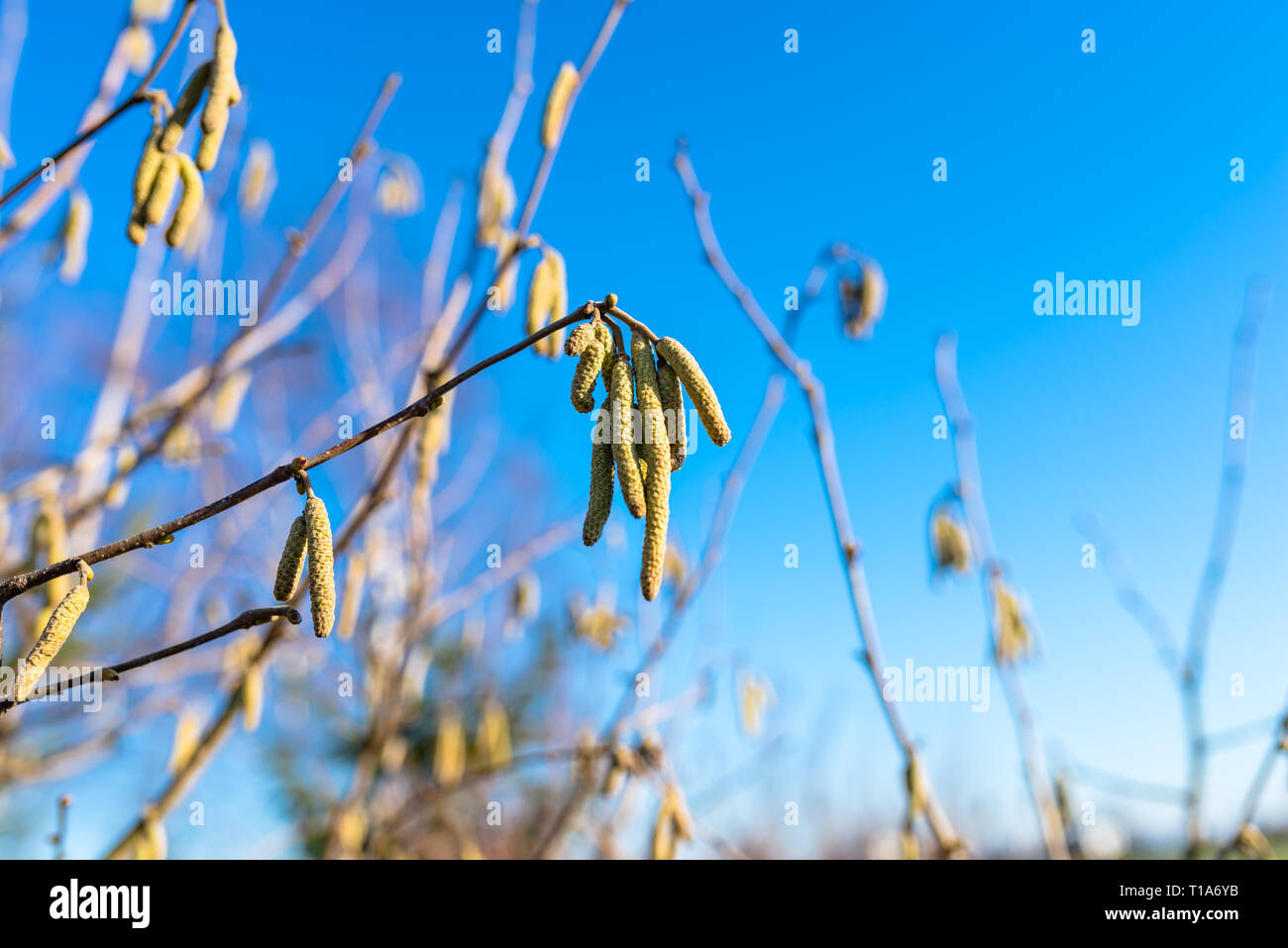Silver birch tree in bloom hi-res stock photography and images - Alamy
