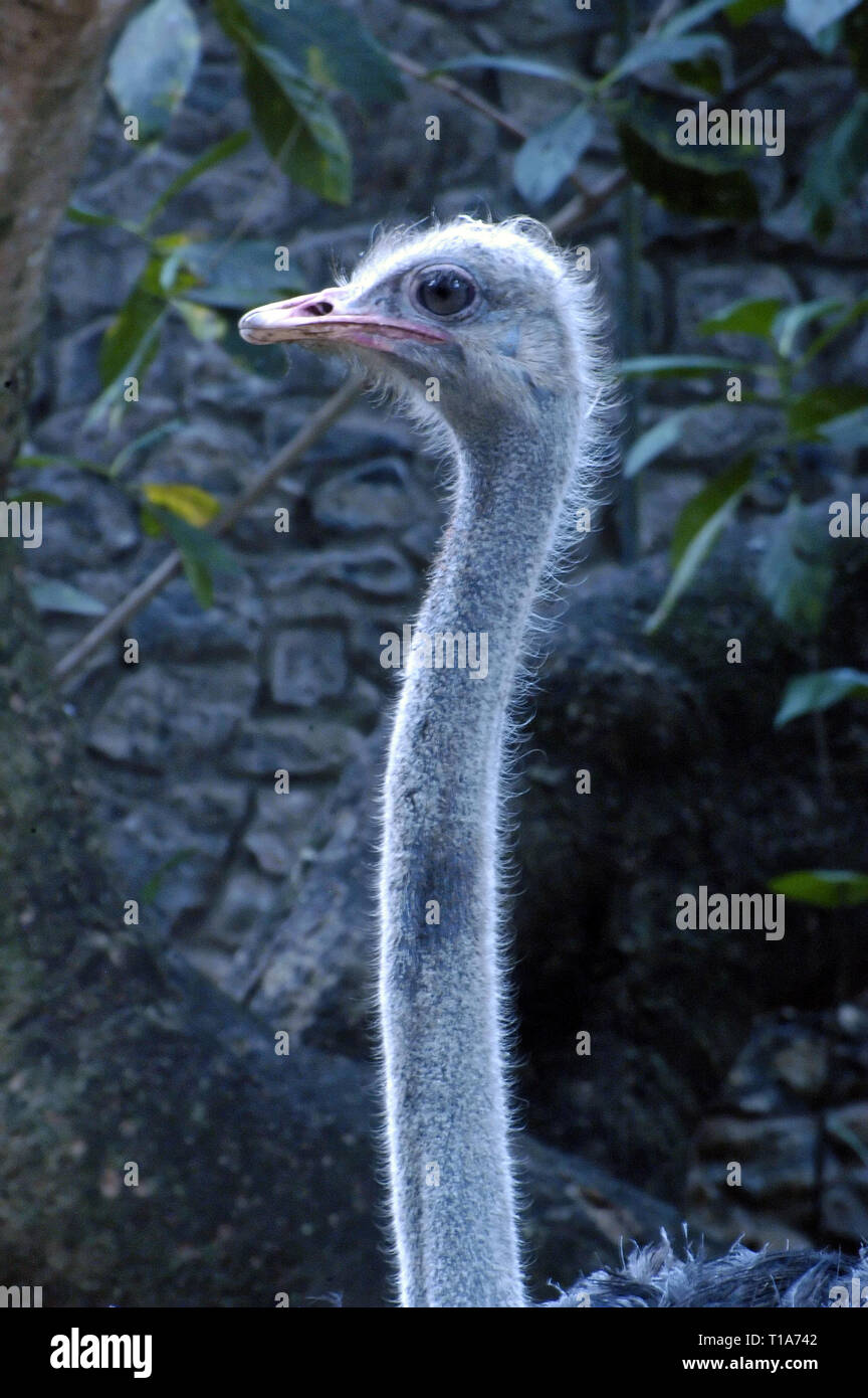 African ostrich images hi-res stock photography and images - Alamy