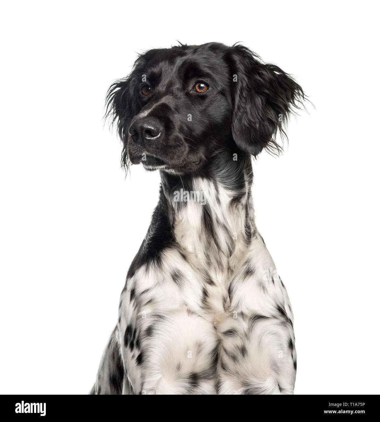 Large Munsterlander, 1 year old, in front of white background Stock ...