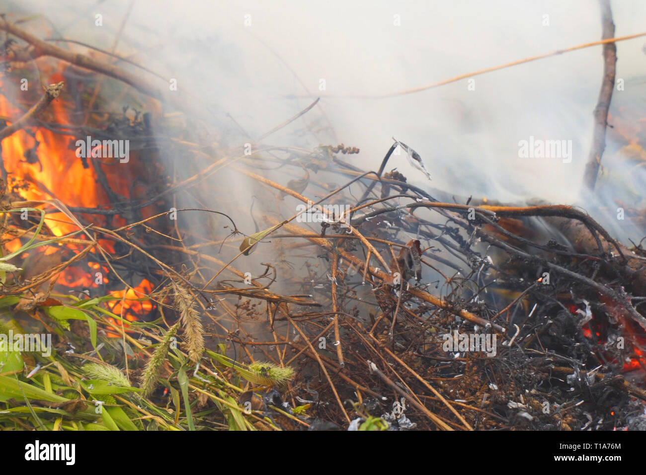 Fire smoke dry grass burning hi-res stock photography and images - Alamy
