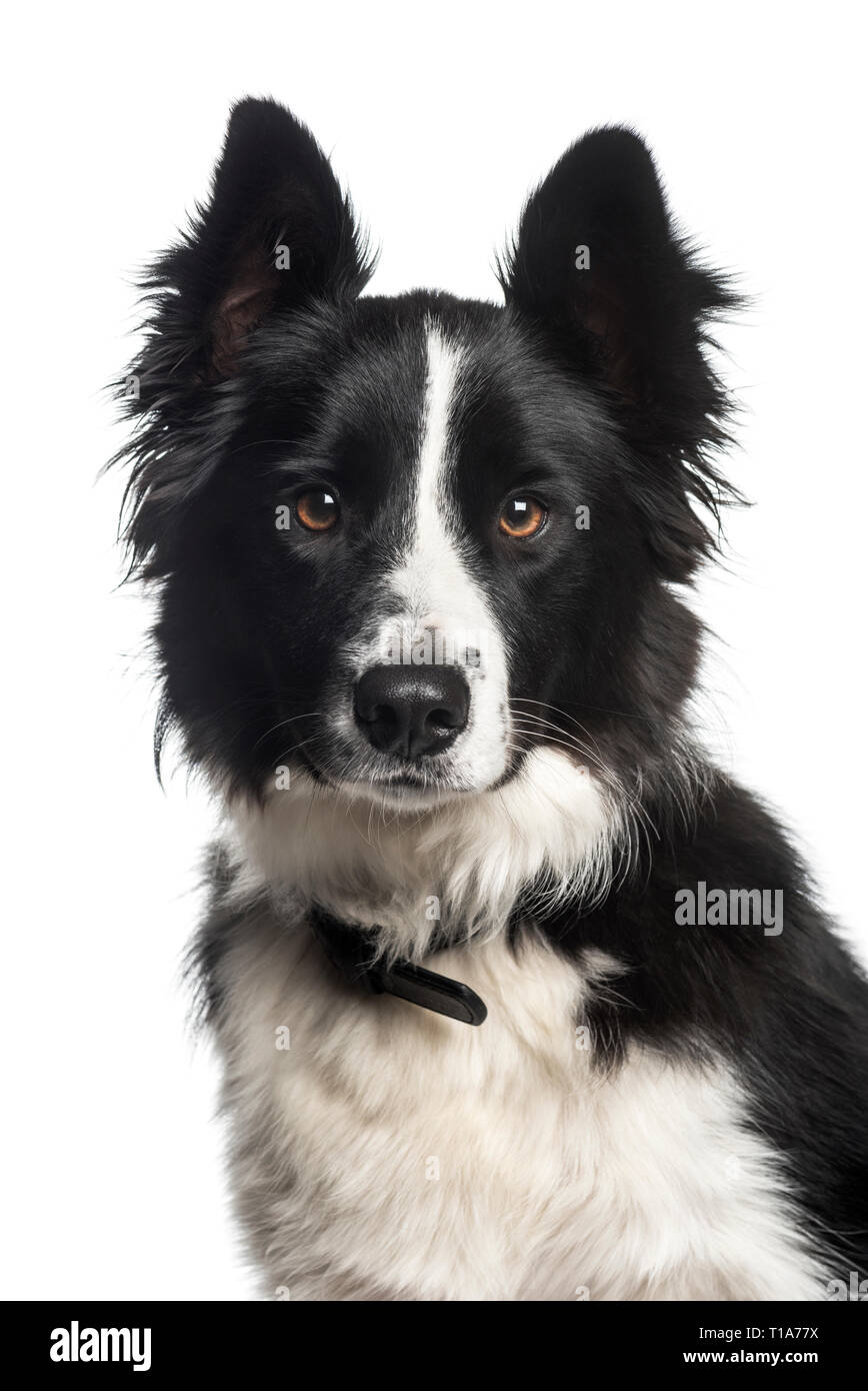 Border Collie, 1 year old, in front of white background Stock Photo - Alamy