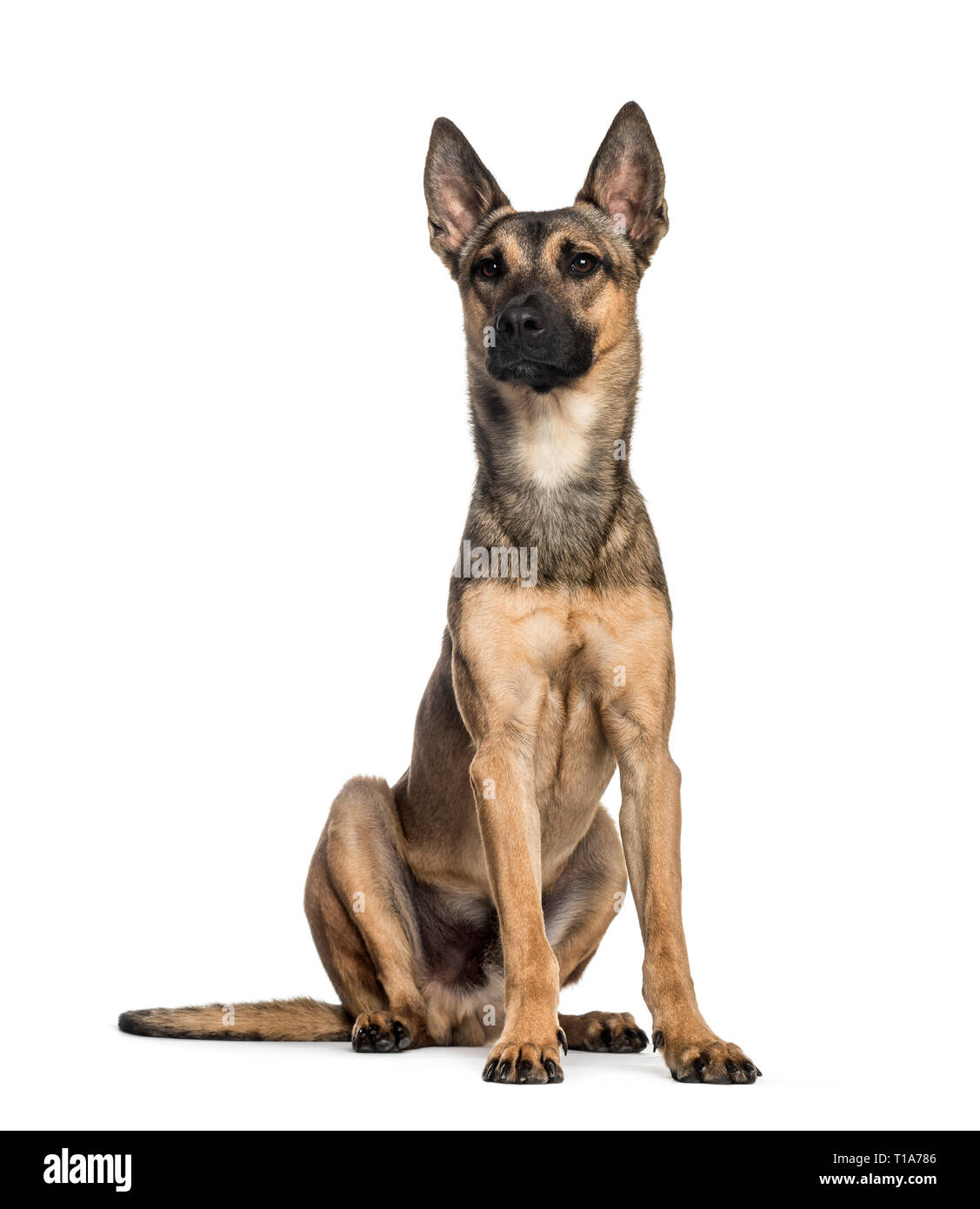 Old Malinois Sitting High Resolution Stock Photography and Images - Alamy